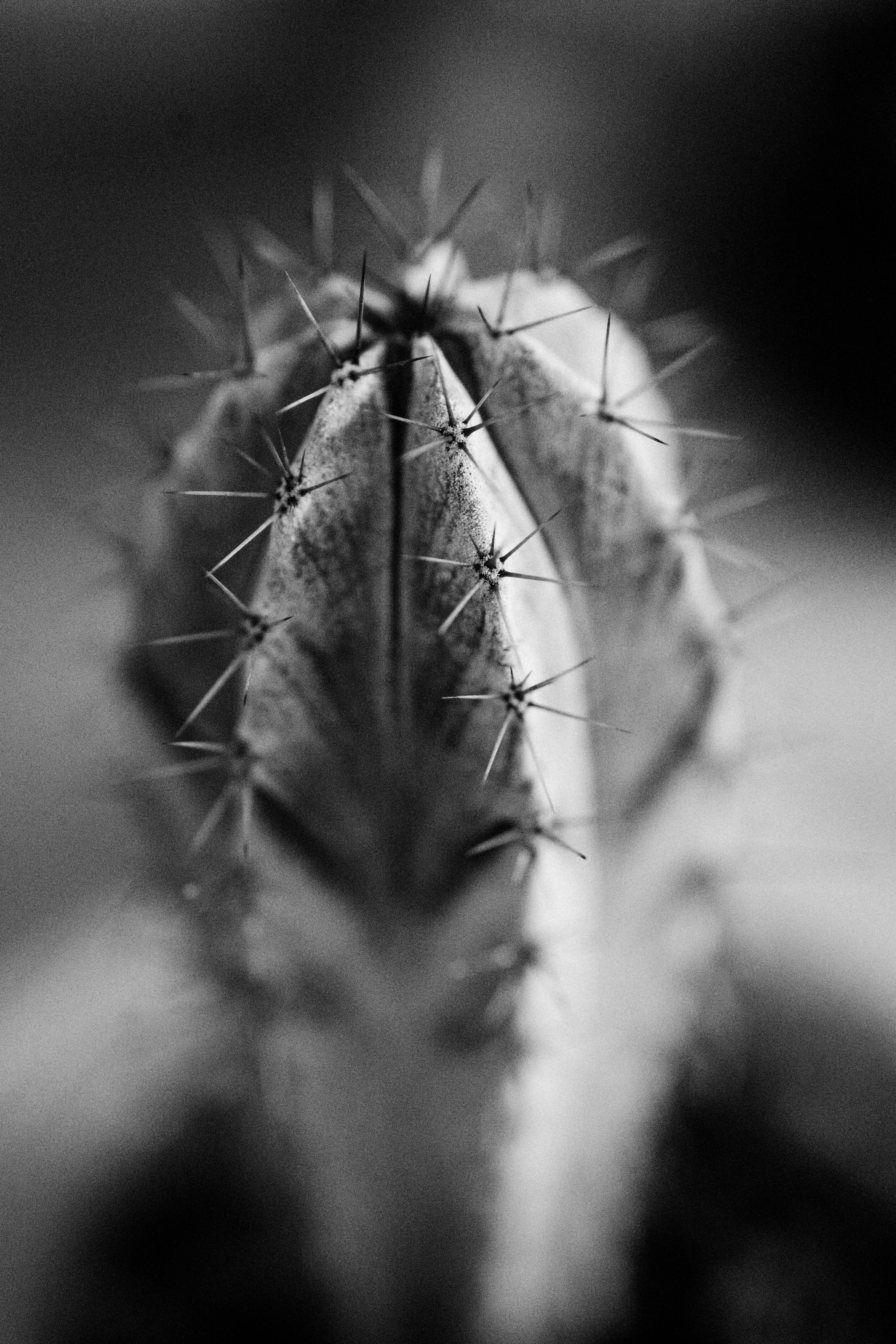 Ornamental Cactus - Black and White - Macro