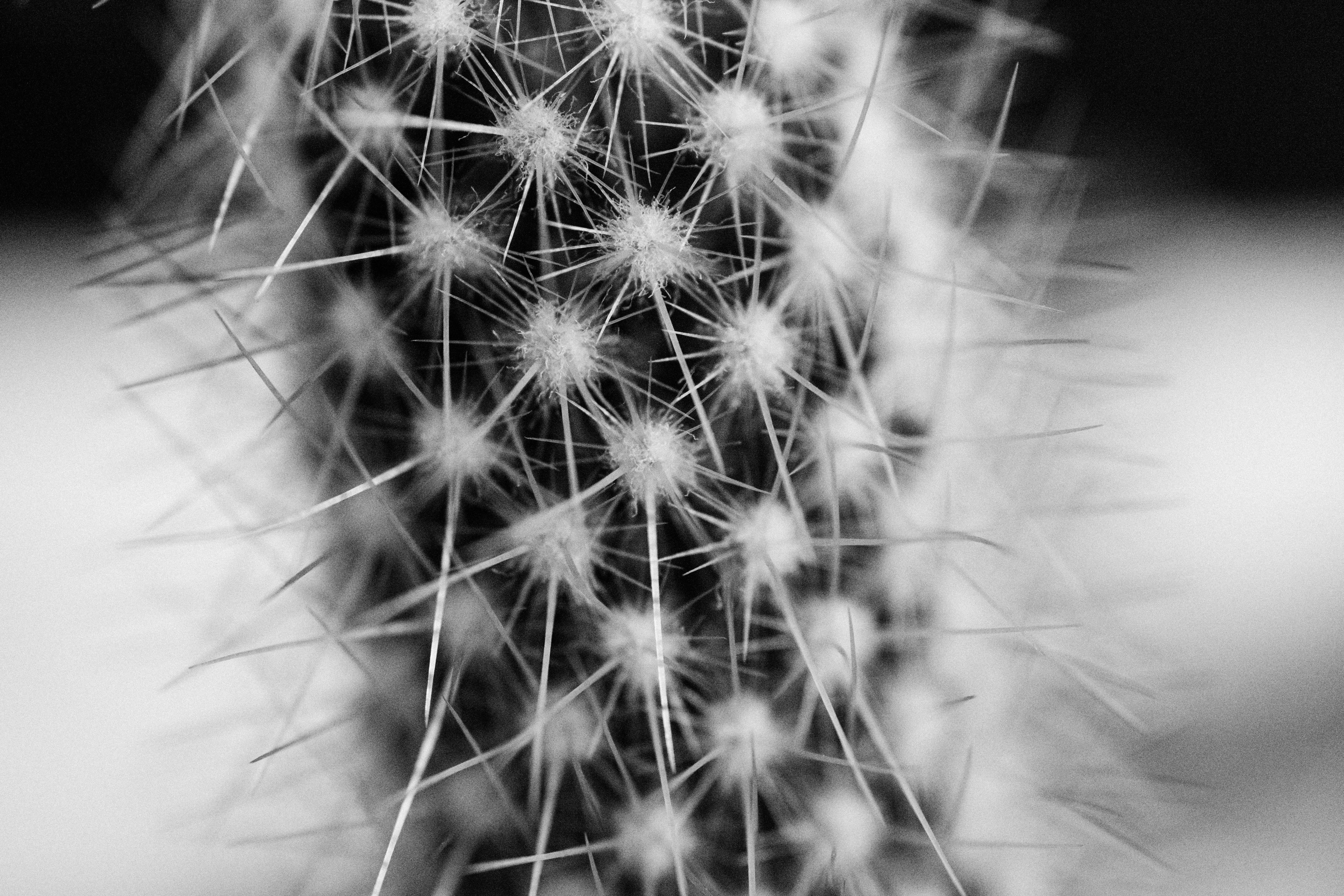 Ornamental Cactus - Black and White - Macro