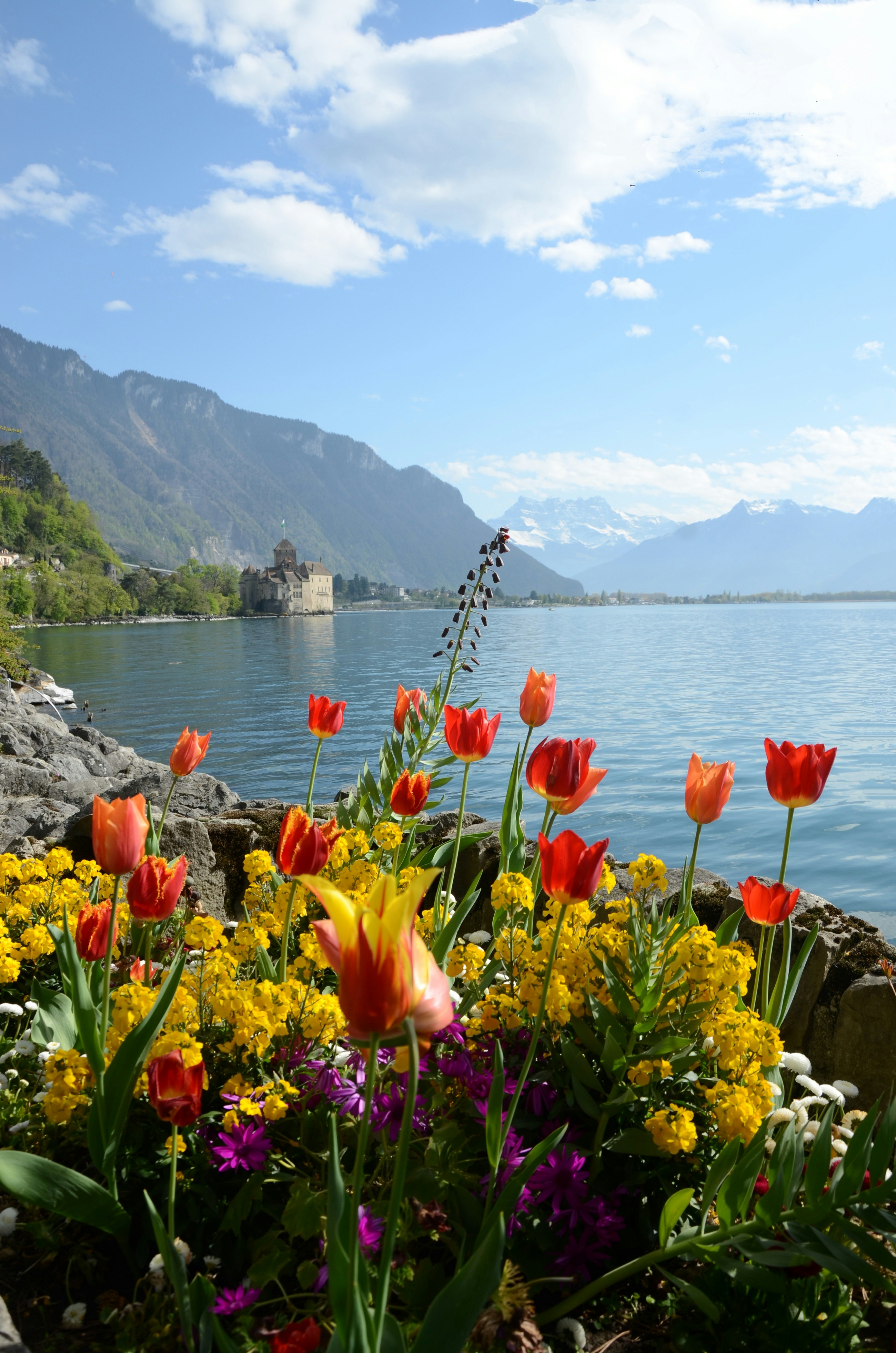 Vibrant harbor garden: tulips framing a Alpine lake