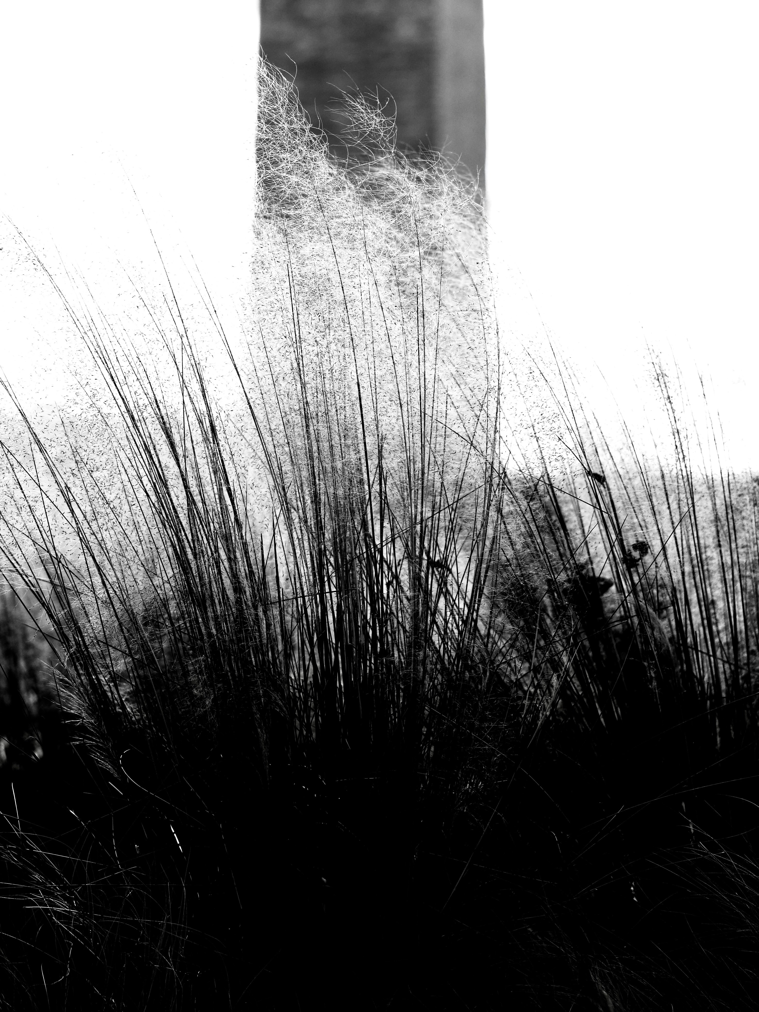 Grasses with the Washington Monument in the background