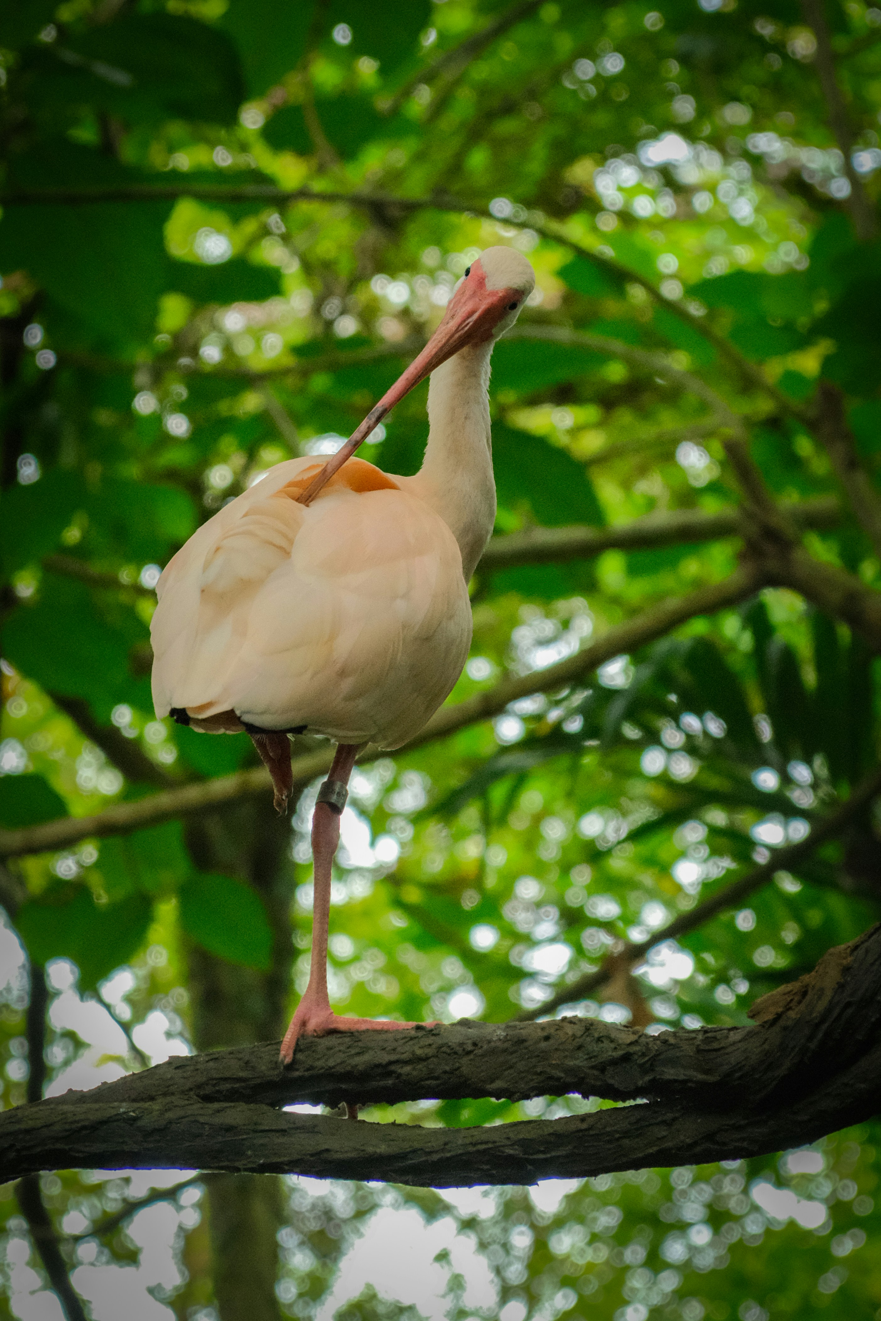 Photo by Nipun Chandra Surnilla with Fujifilm X-T30 II