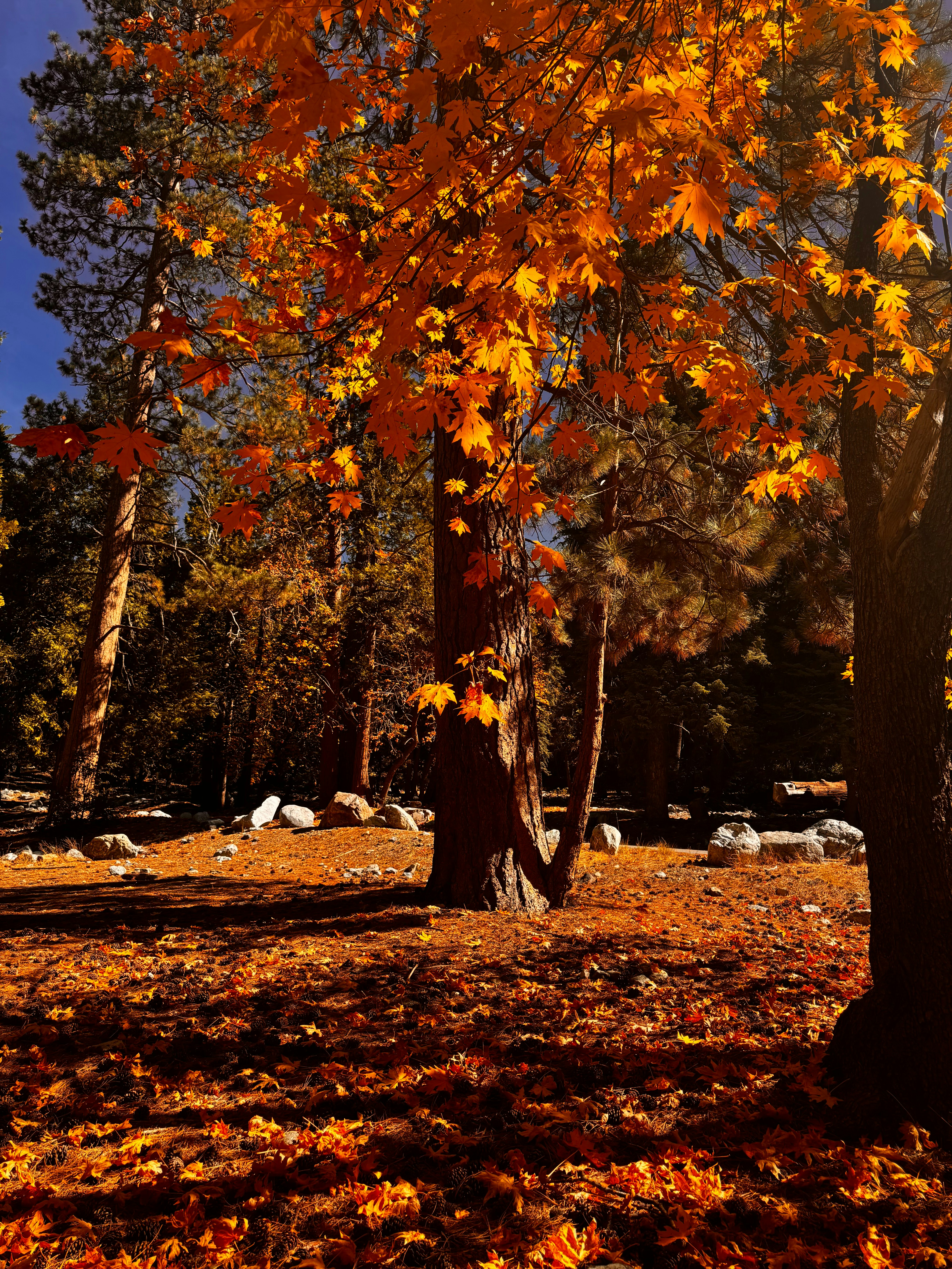 Autumn Canopy: Golden Leaves Framing a Forest Floor