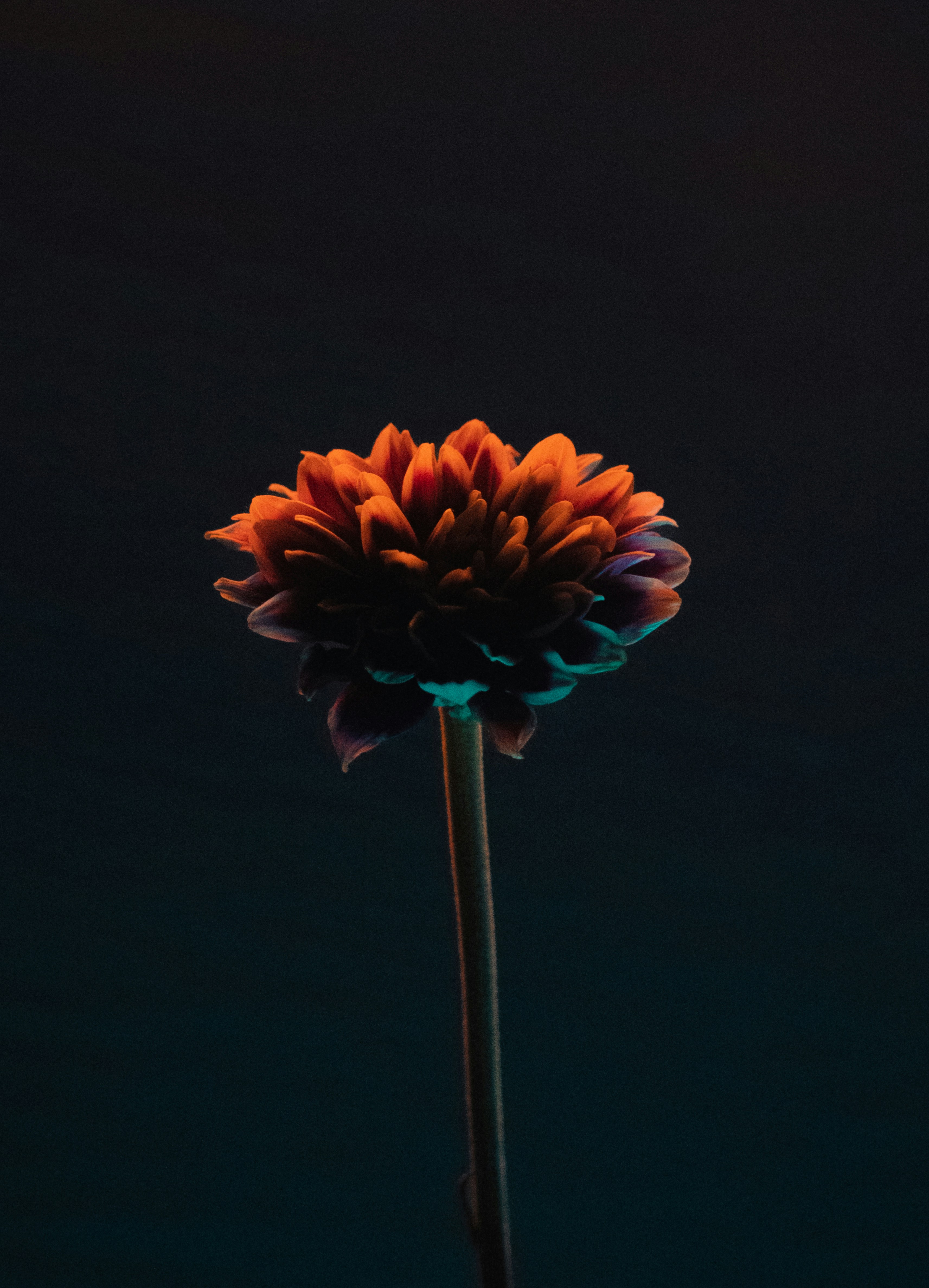 Photo by morteza ghanbari with Sony Alpha 7R IV