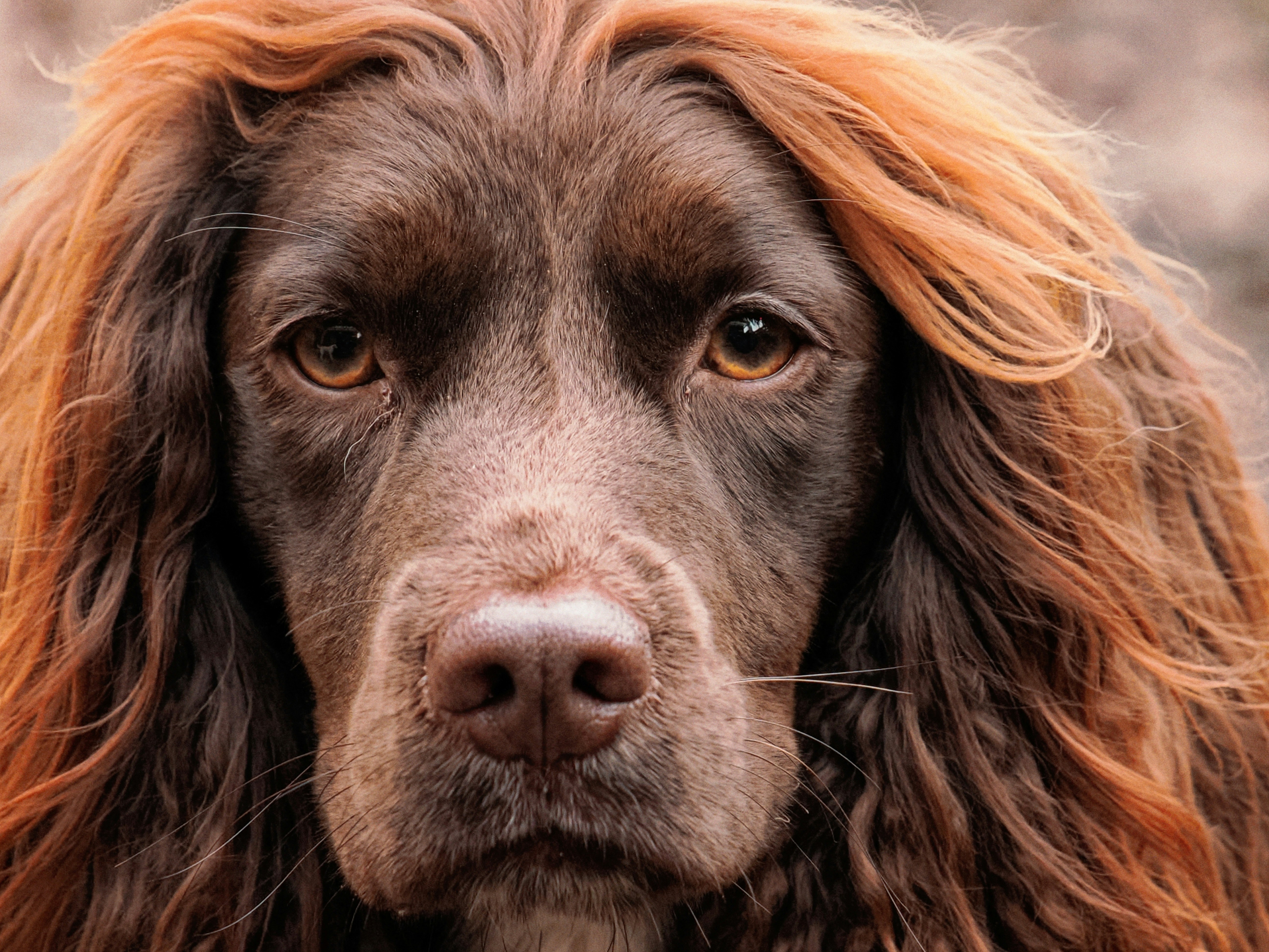 Close-up of a brown dog with orange-tinted fur and amber eyes, filling the frame with a soft background blur. A portrait focusing on the facial expression and nose.