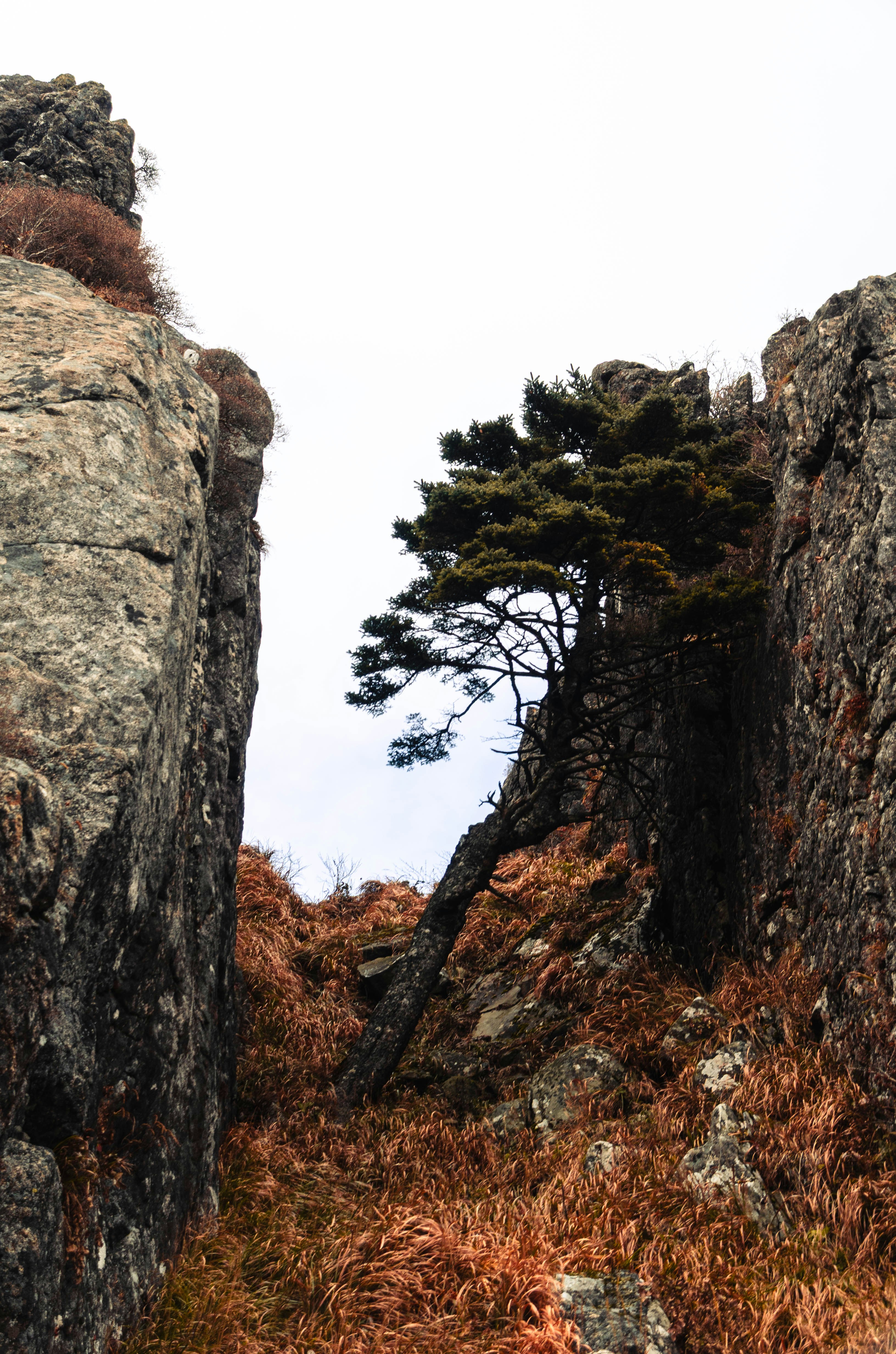 Tall rock sentinels and a windswept pine