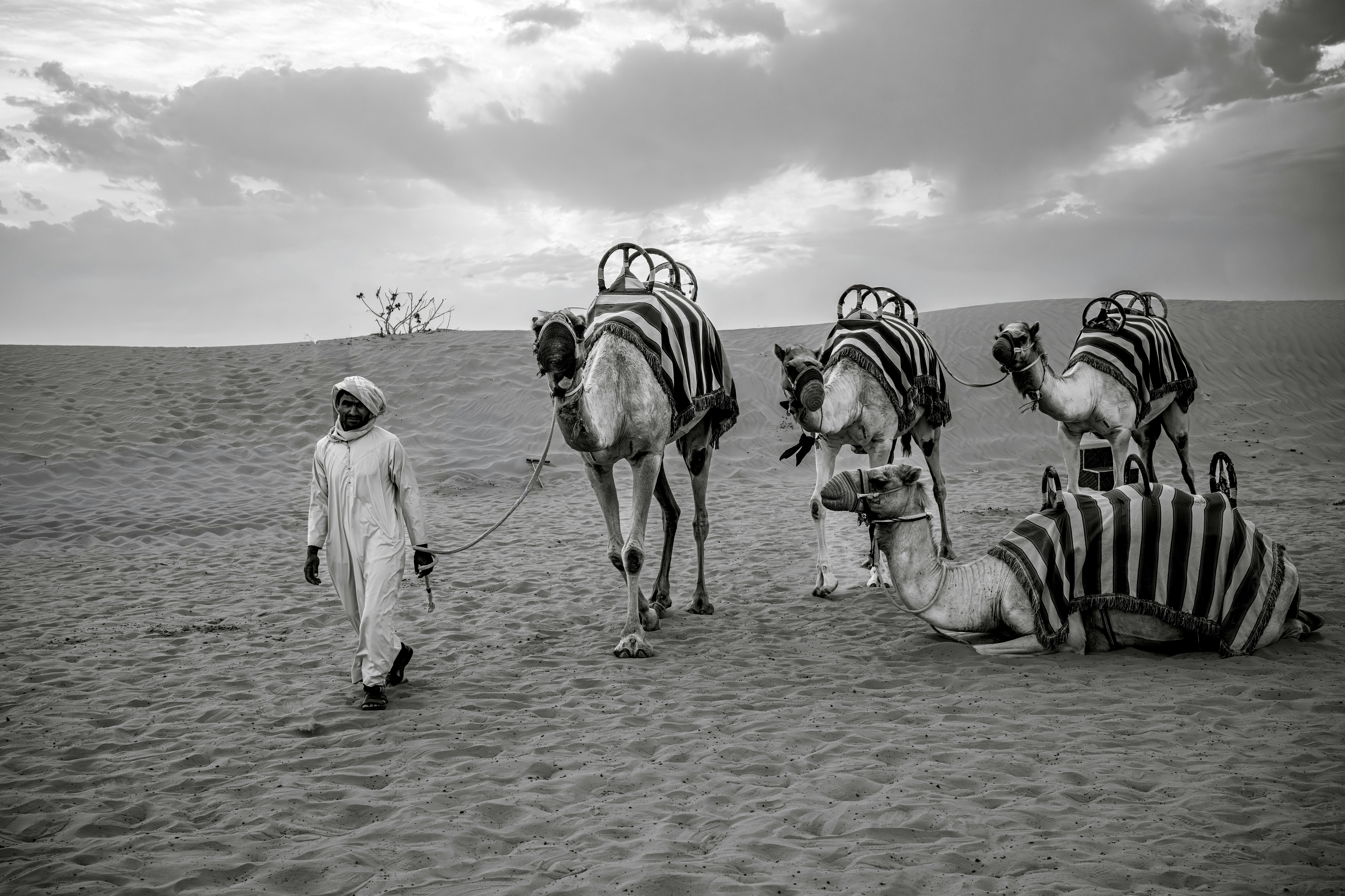 Desert caravan: a lone guide and resting camels under an expansive sky