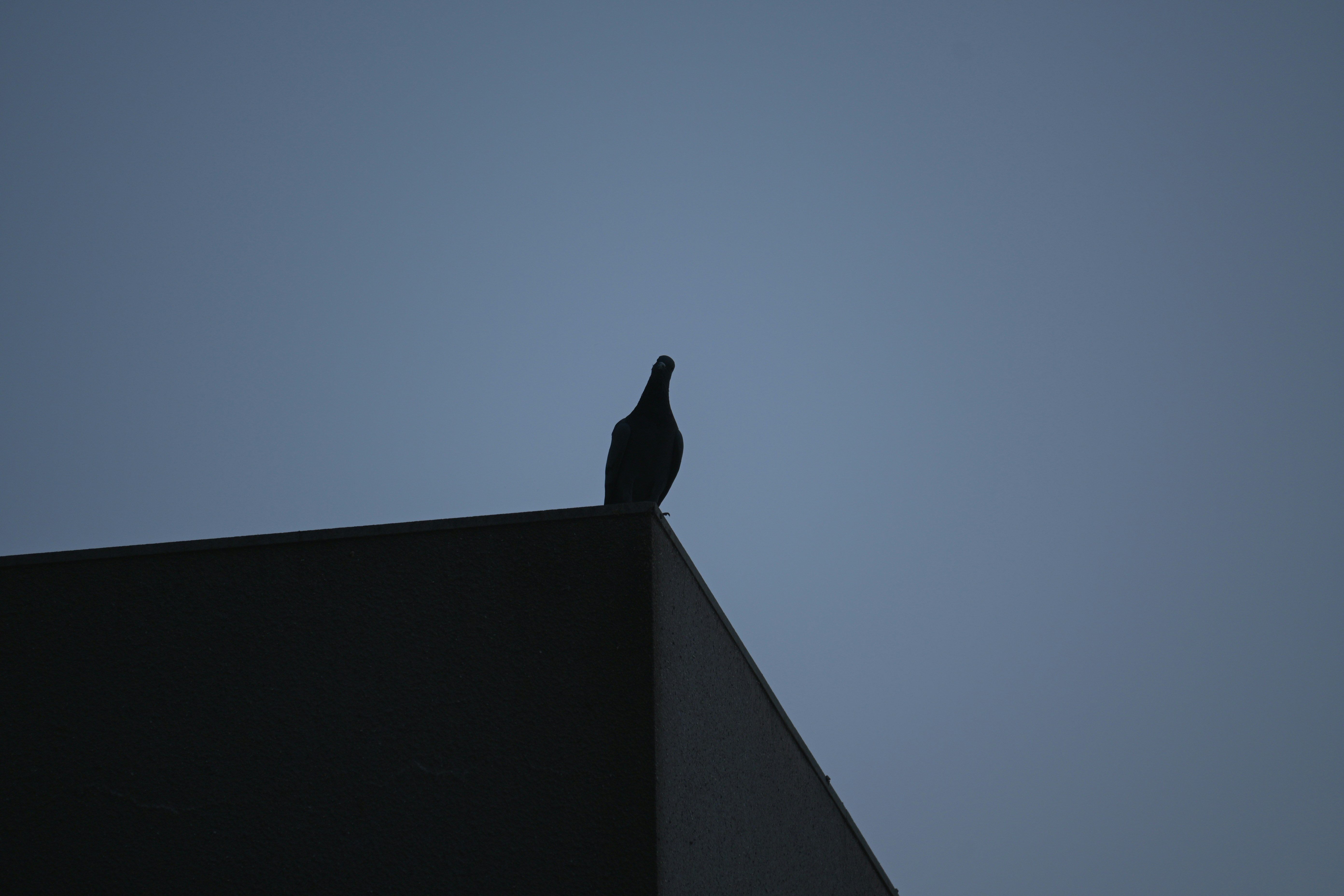 Photo by Abhishek S with Nikon Z50 II