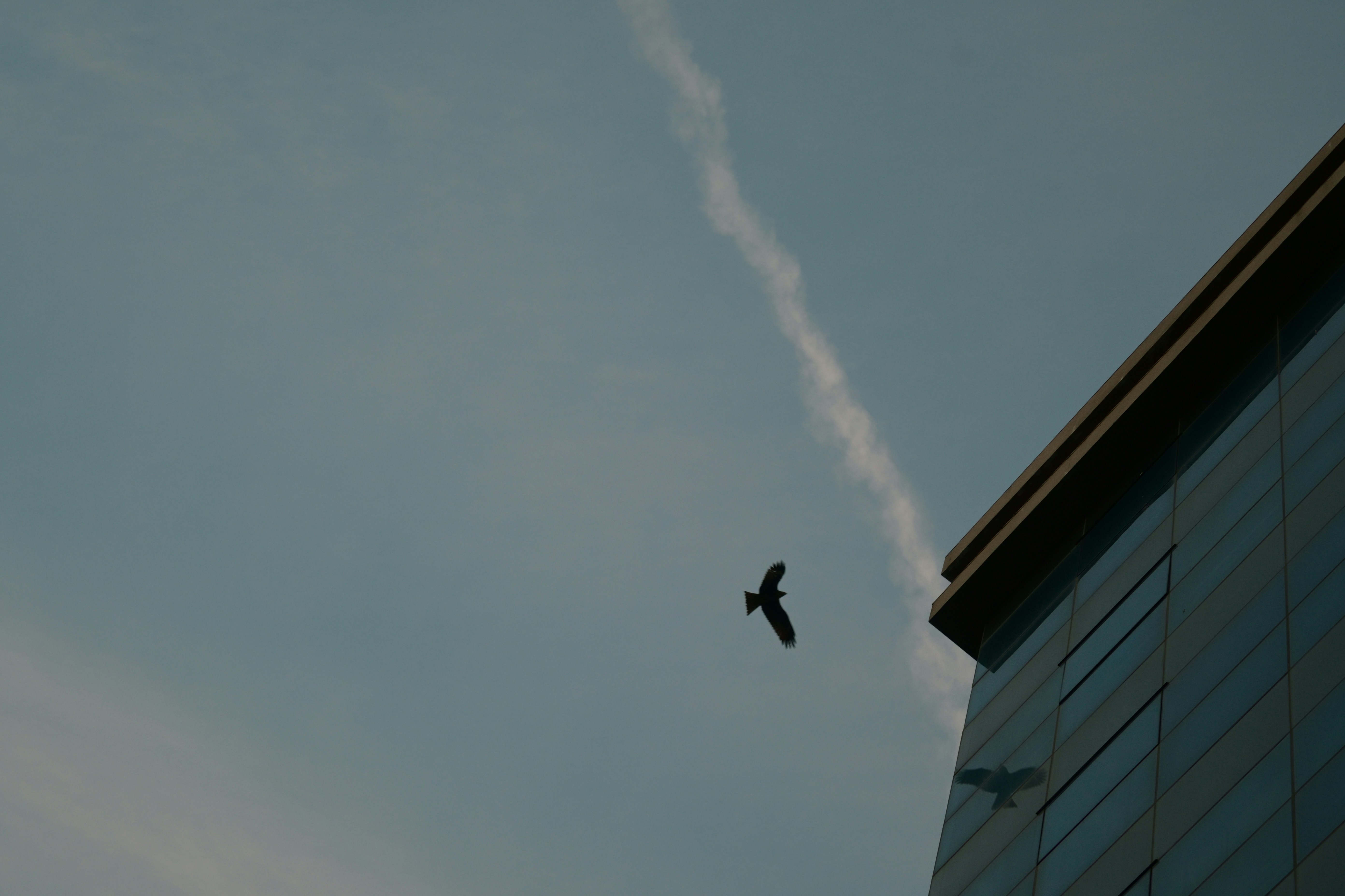 A lone bird traces a dark arc against a glassy building