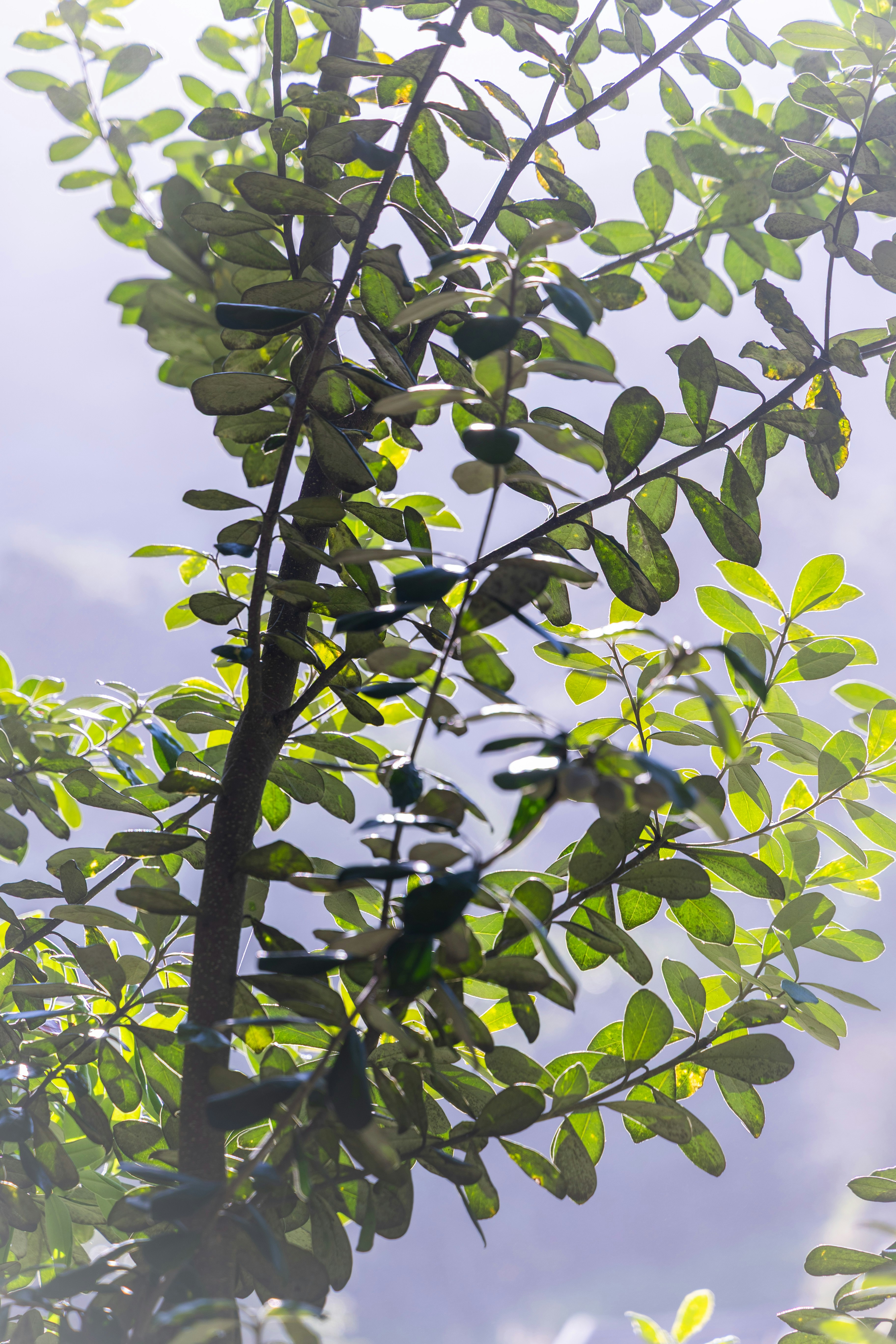 Photo by Larisa Runova with Canon EOS R6