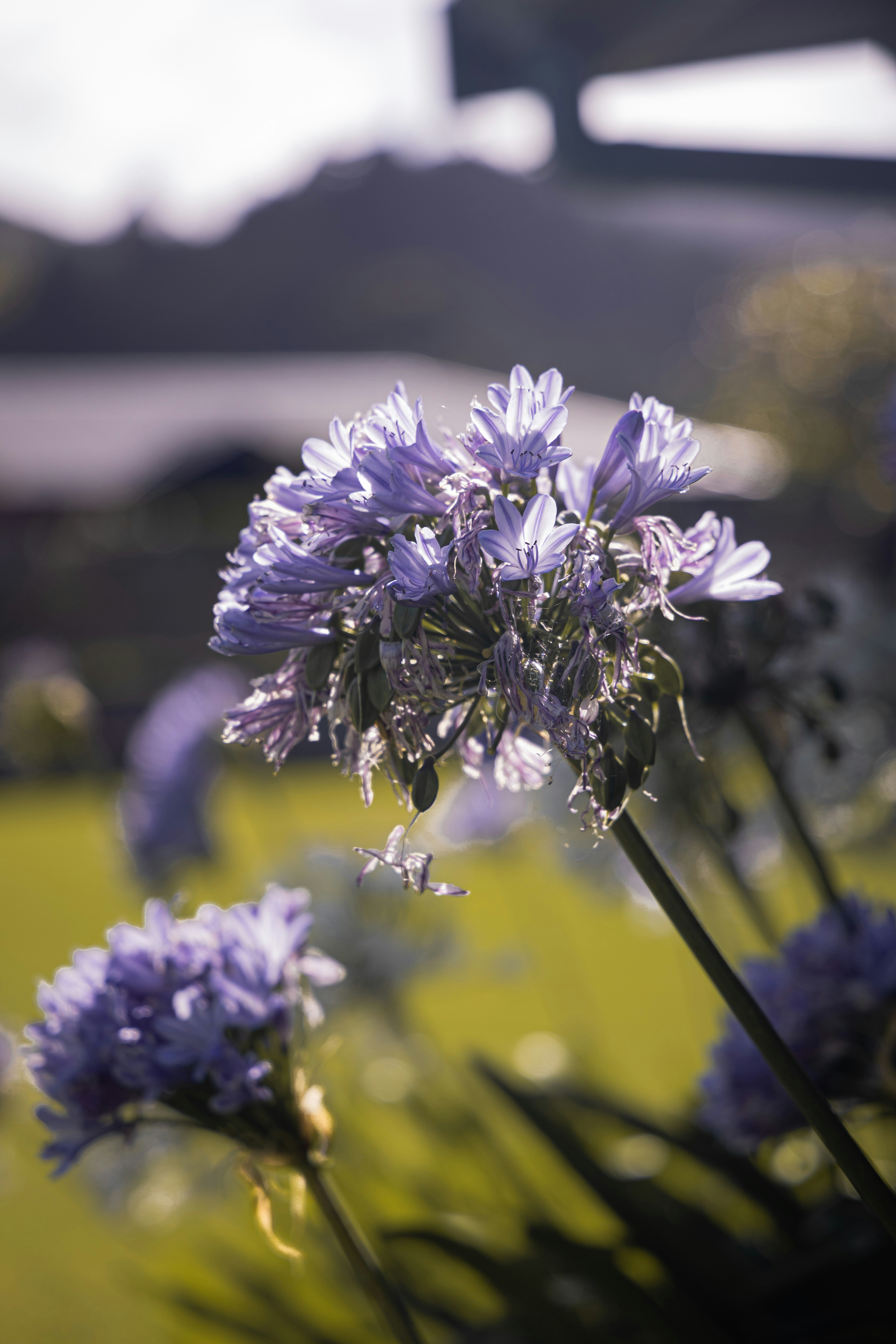 Lavender-Blue Blossom Blooming toward the Sun