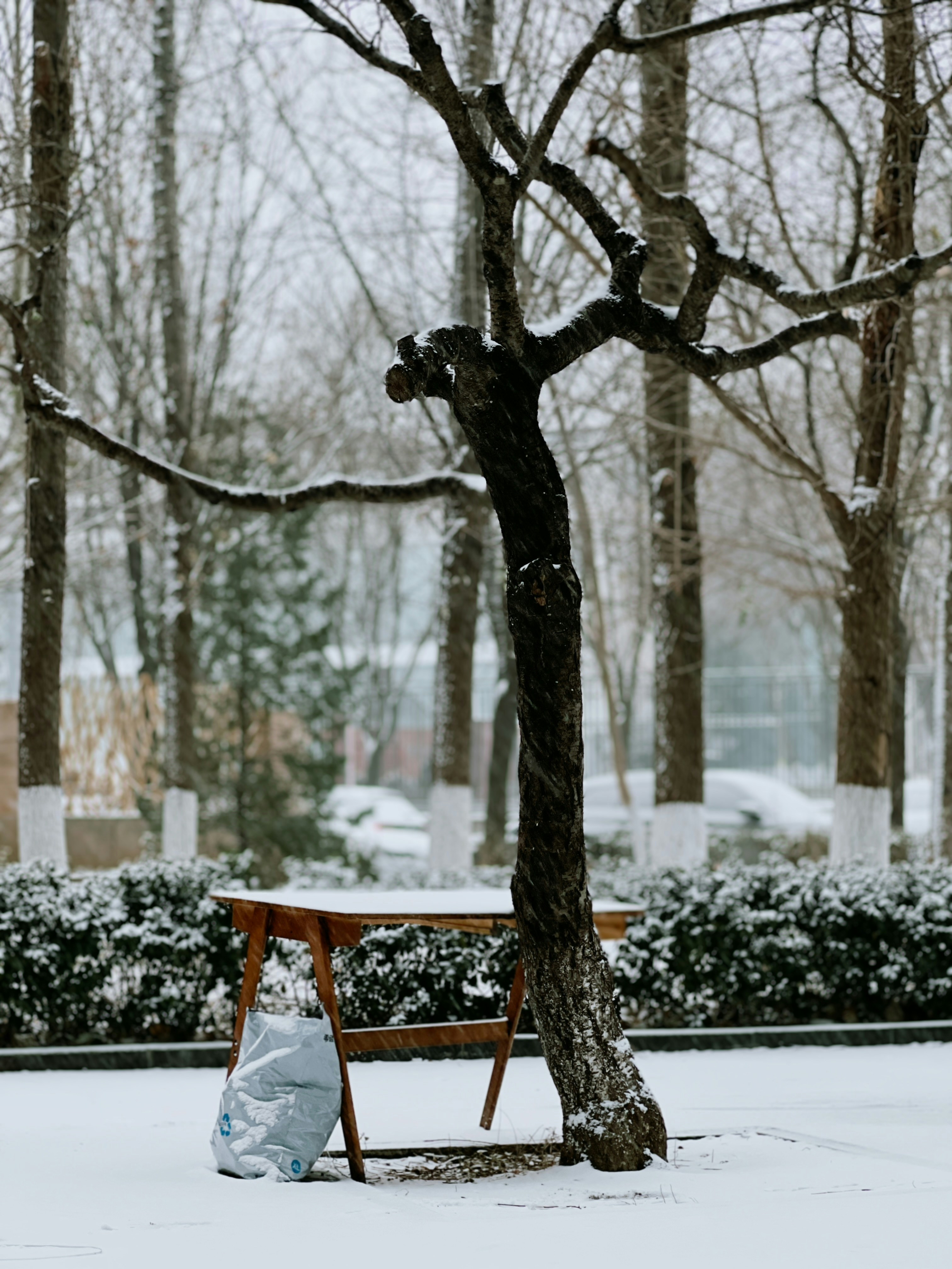 Snow-Lined Park Bench Under a Gnarled Tree