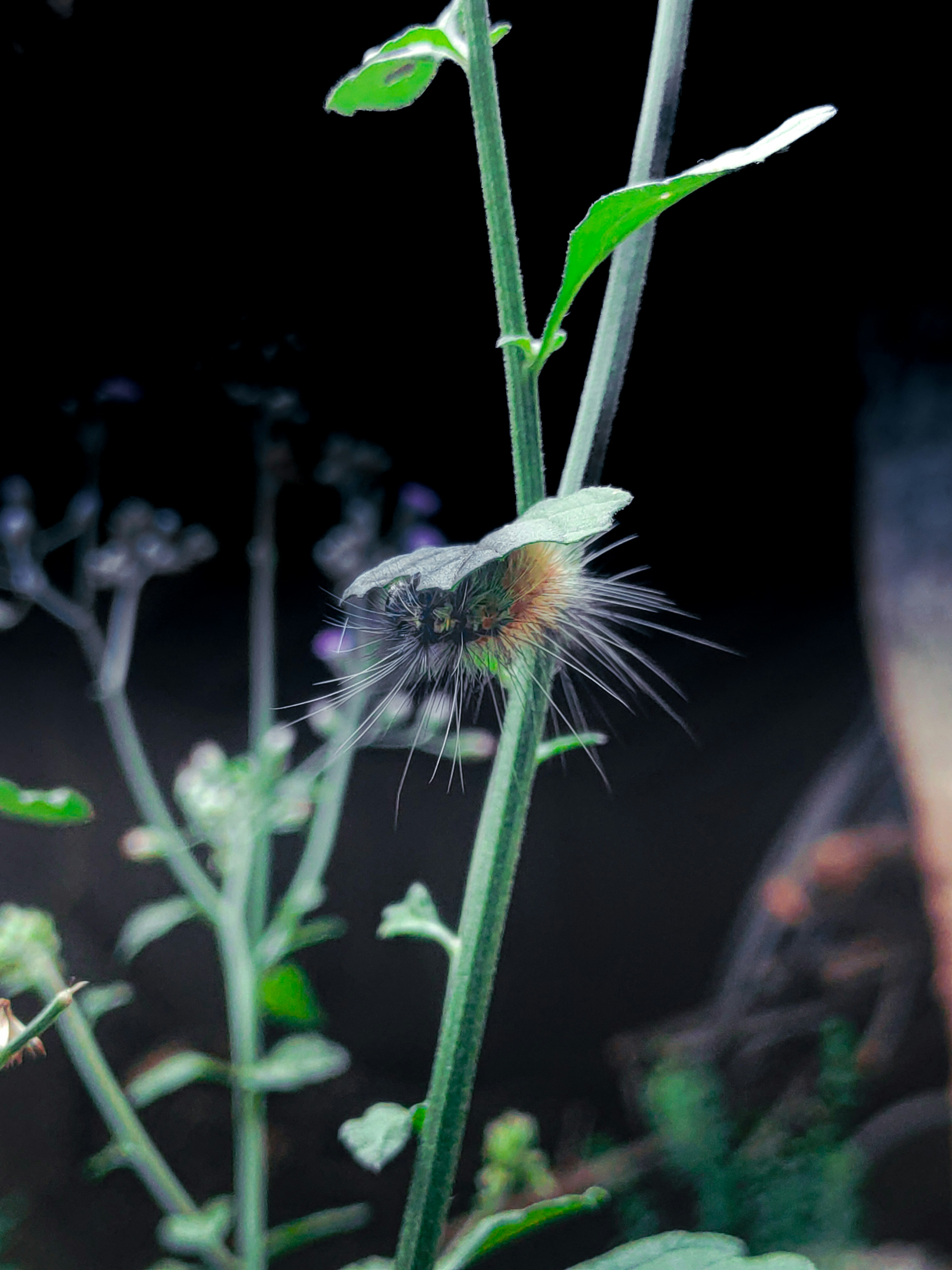 Stem and Silk: A Caterpillar’s Pause on a Night-Tinted Stem