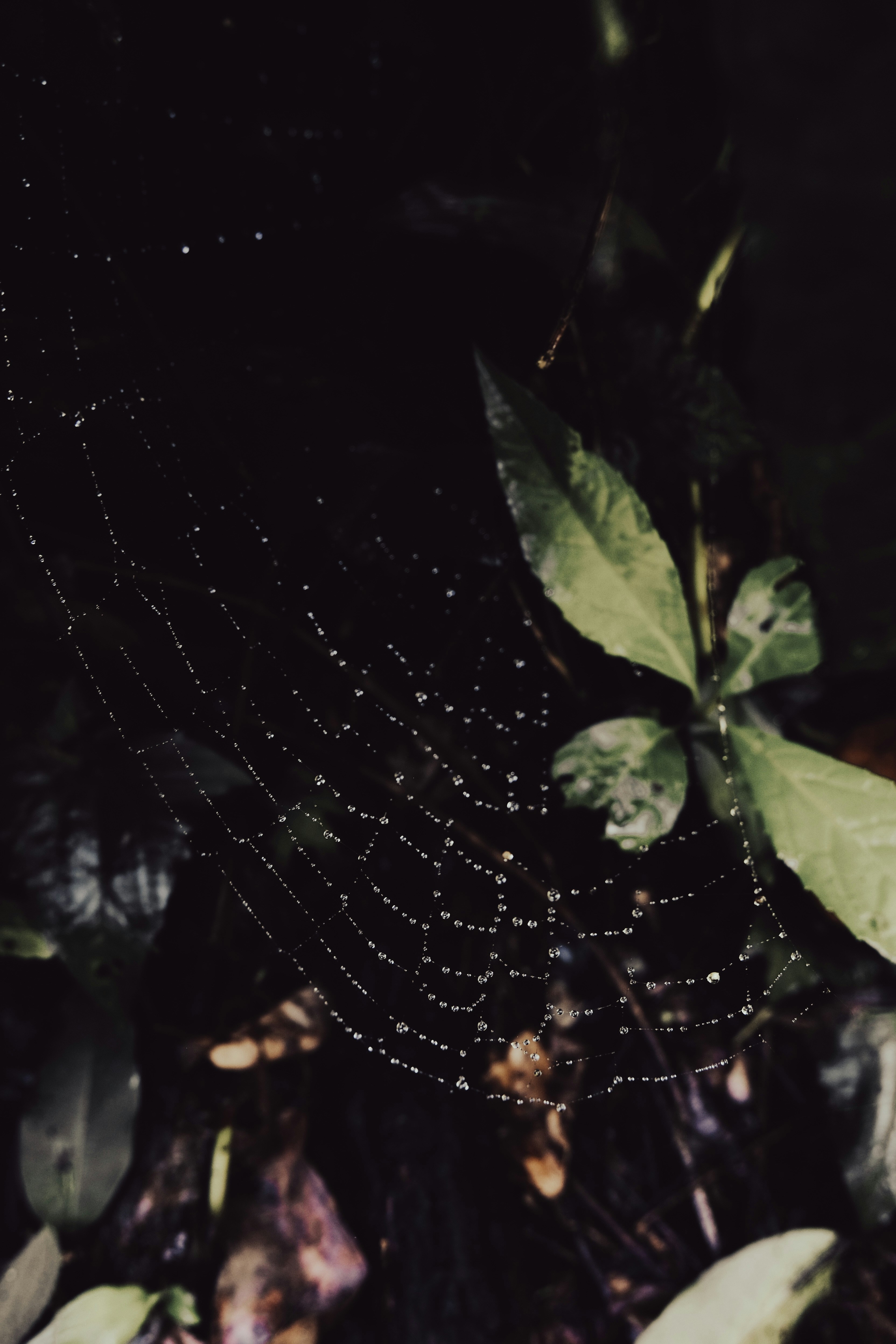 Dew-kissed Web in Quiet Underbrush