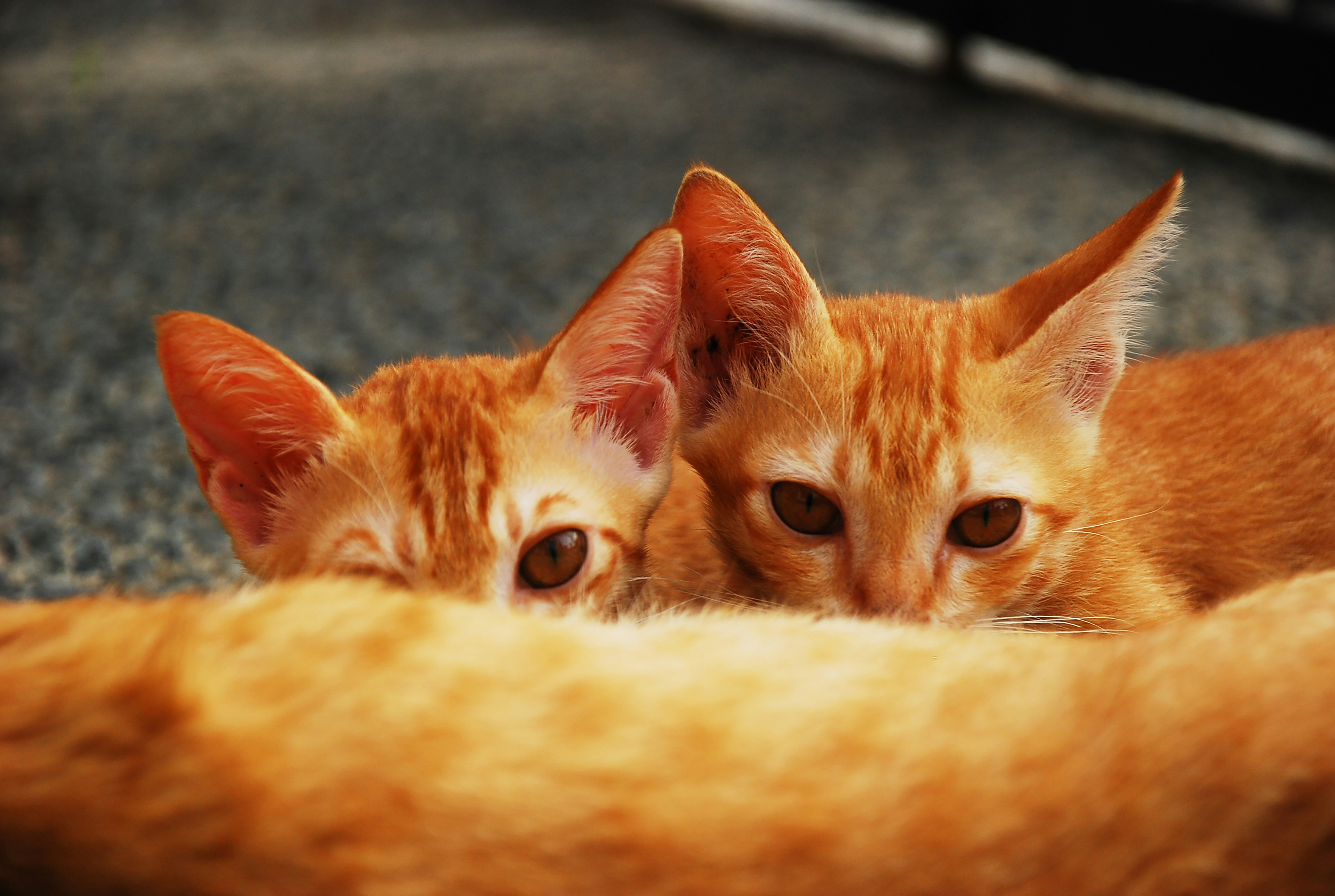 Orange cats with their parent