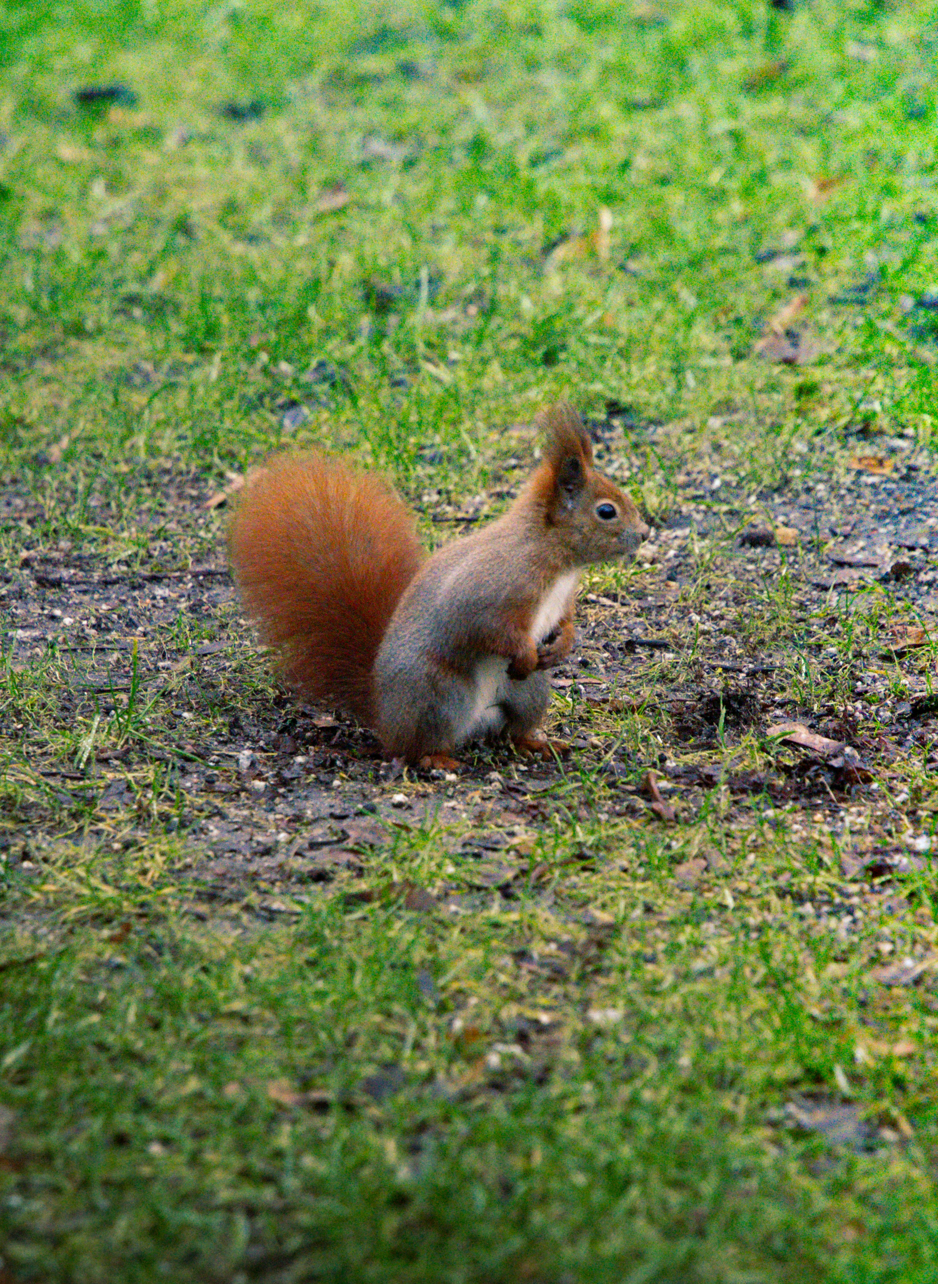 Squirrel on Guard in a Patchy Gravel Meadow