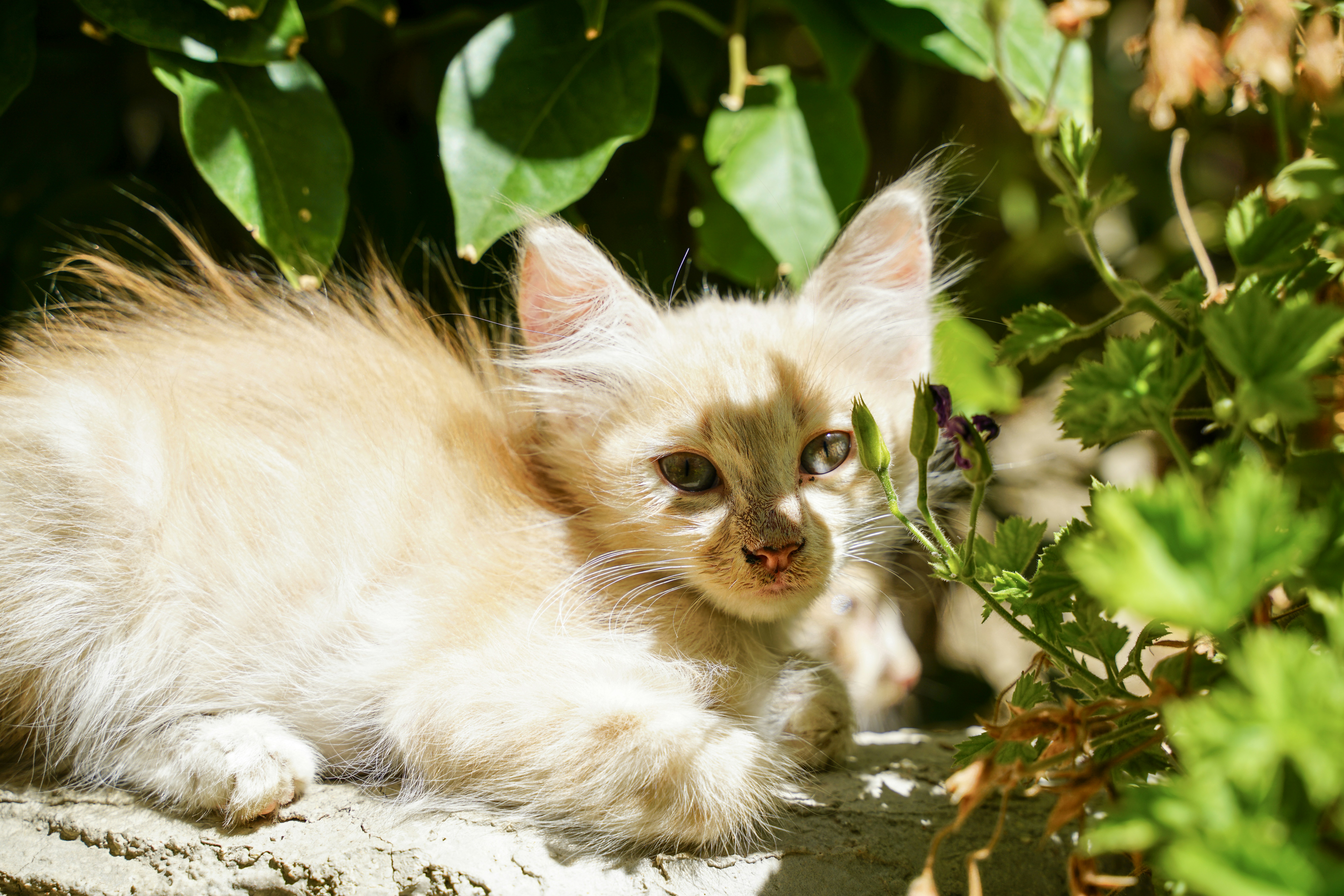 Sunny Scratcher: A fluffy orange kitten basking in garden light
