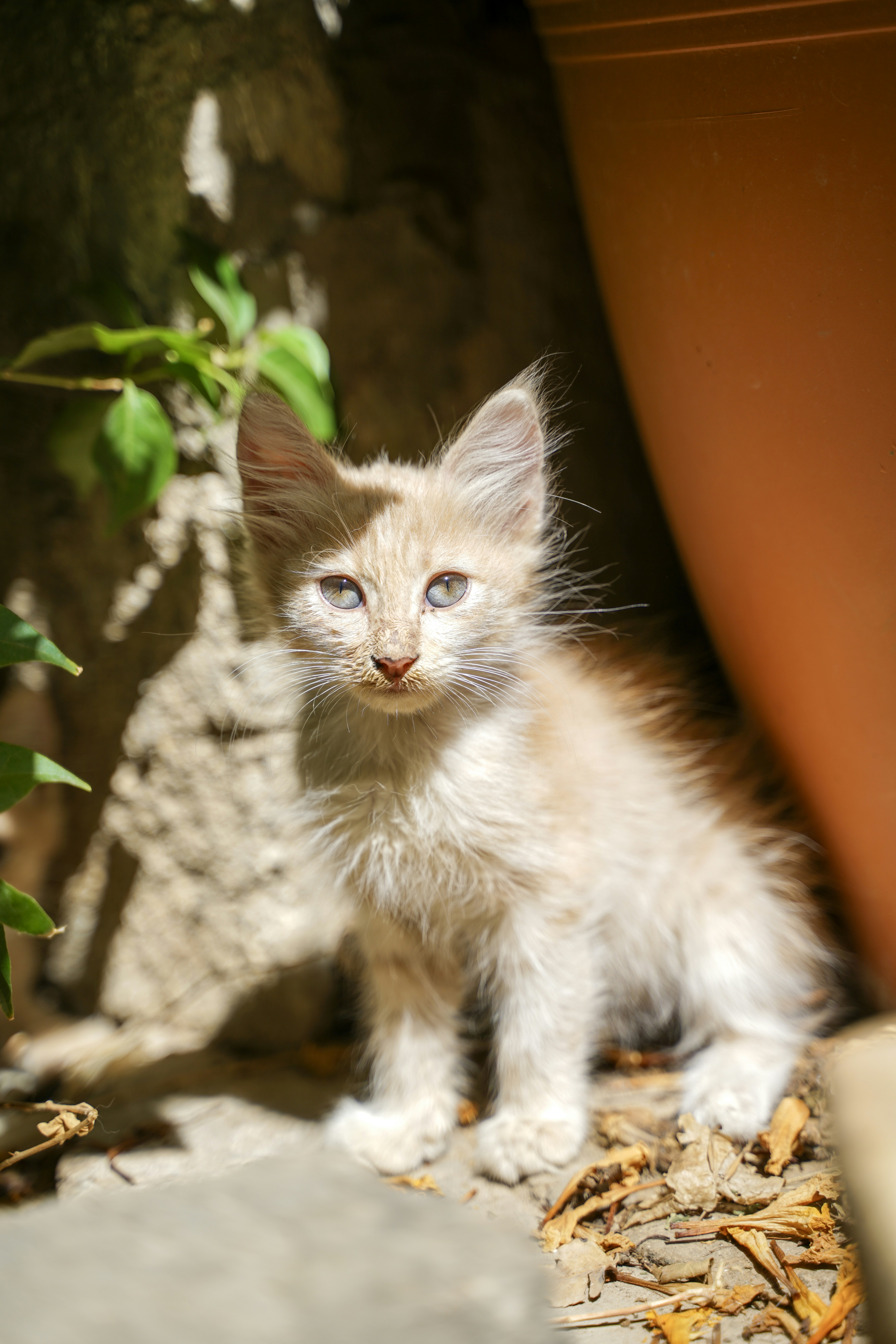 Sunlit Ginger Kitten Amid Garden Shadow