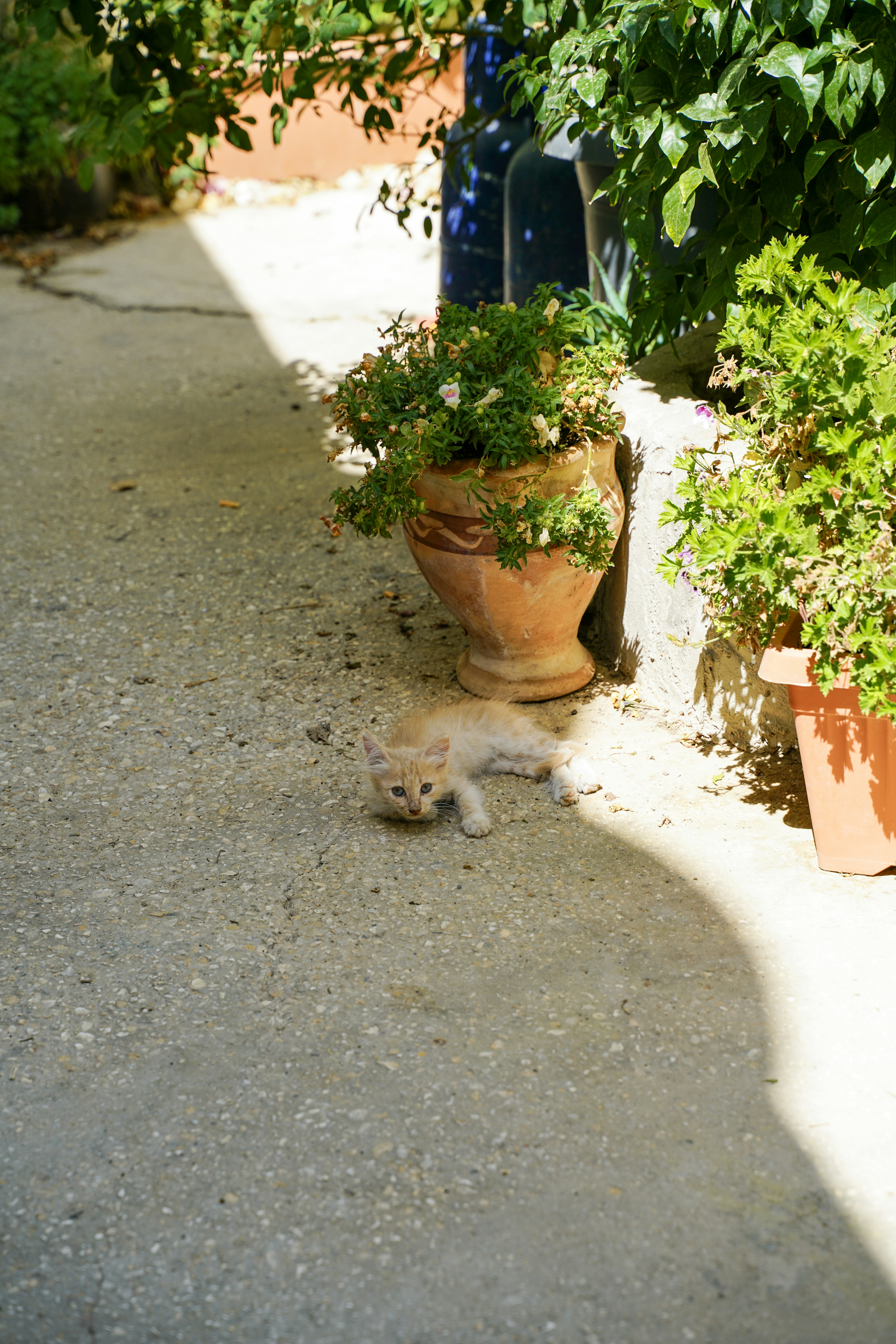 Sunlit Kitten Beneath a Pot Garden