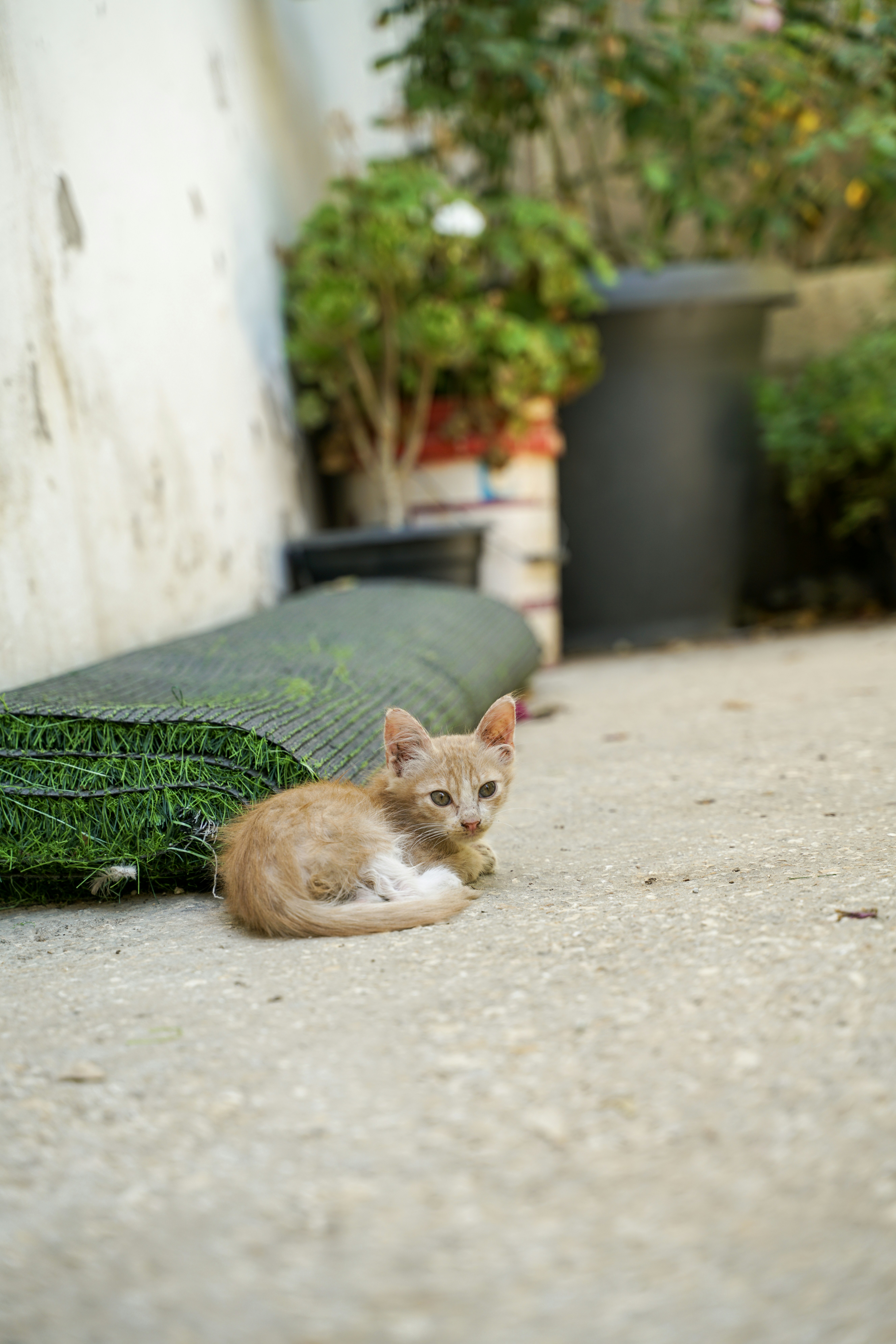 Sunlit Orange Kitten Resting by a Rolled Green Mat in a Courtyard
