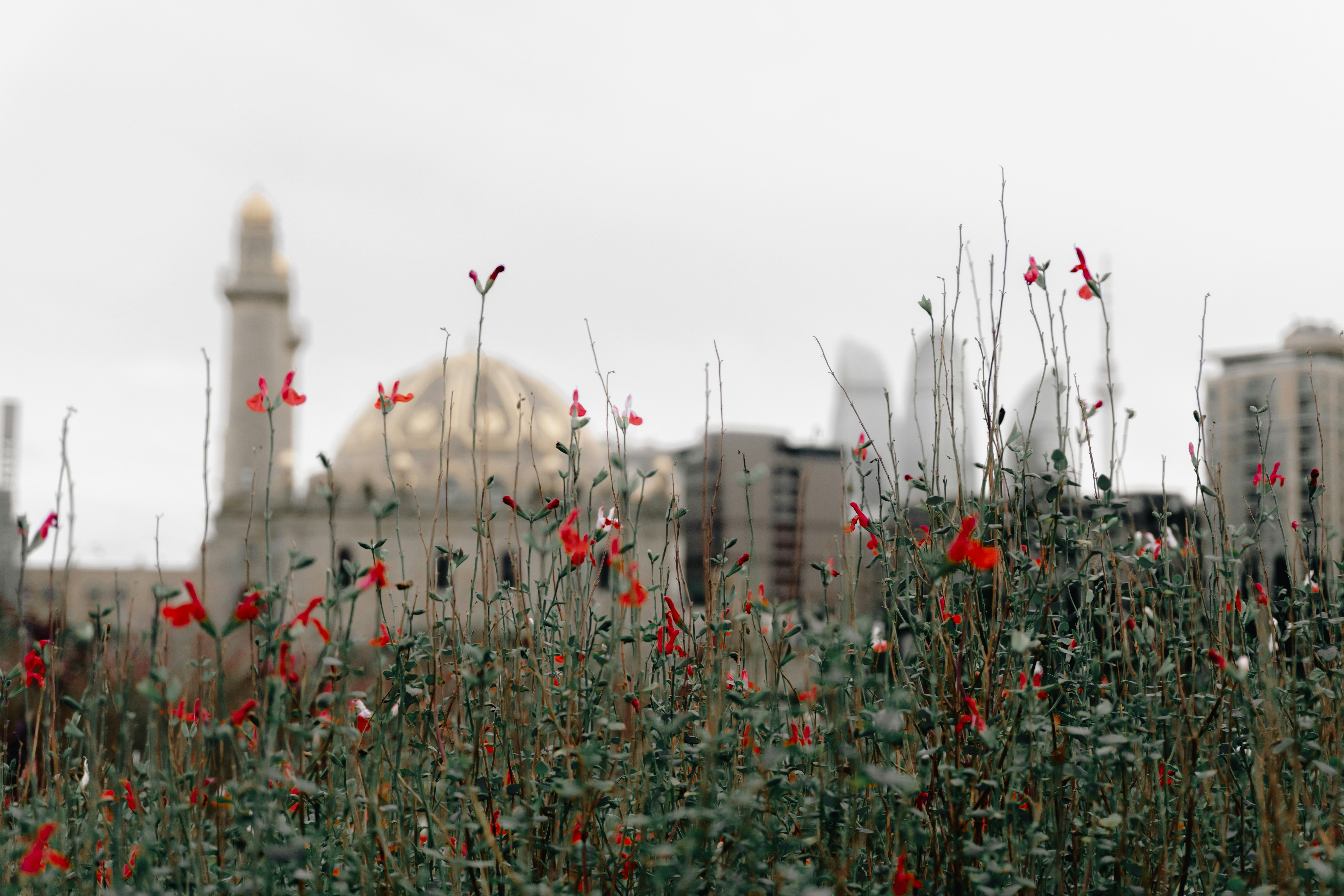 Red Field of View: City Dome Behind Spring Blooms