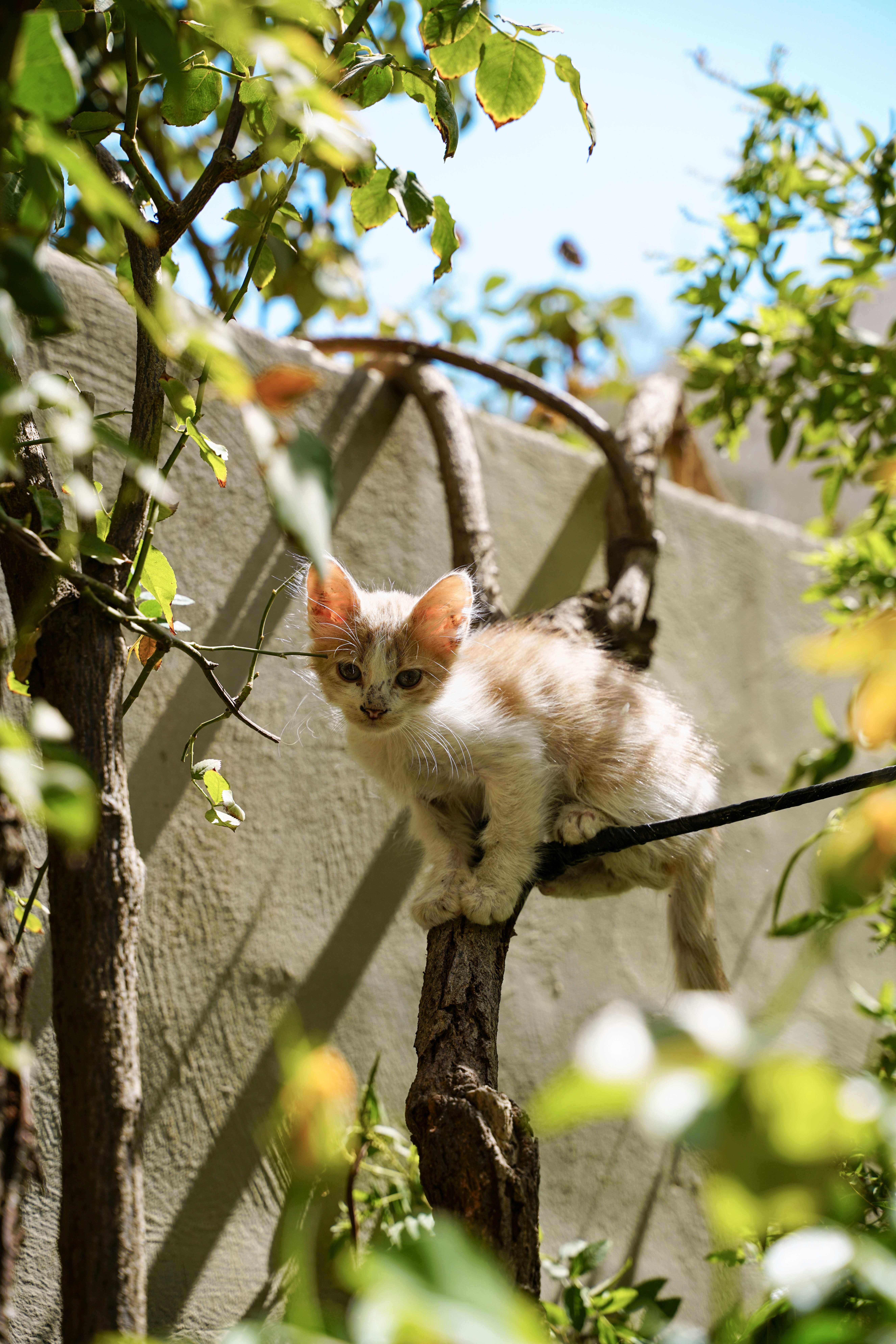 Curious Kitten Perched on a Sunlit Branch