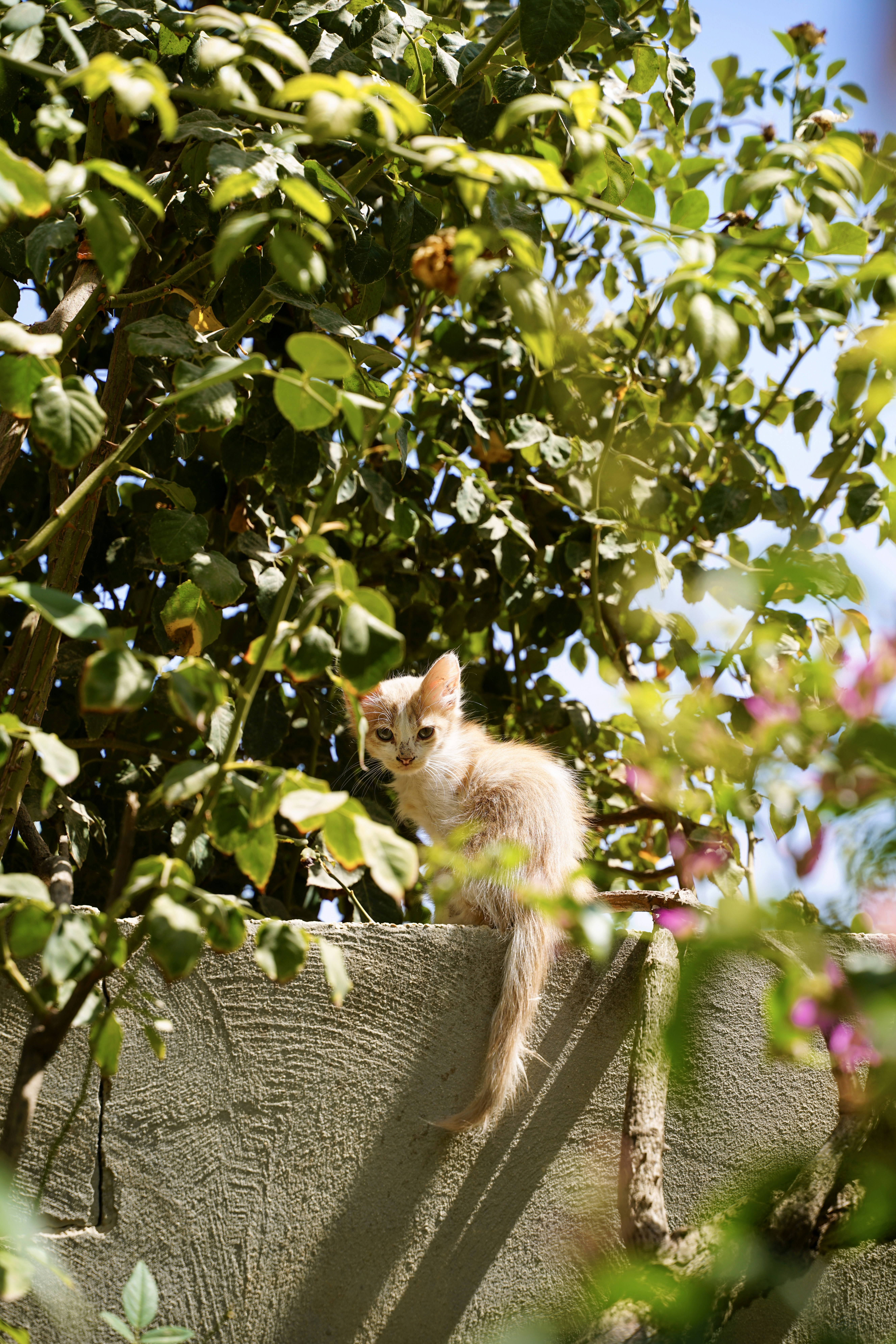 Photo by George 🦅 with Sony Alpha 7R II