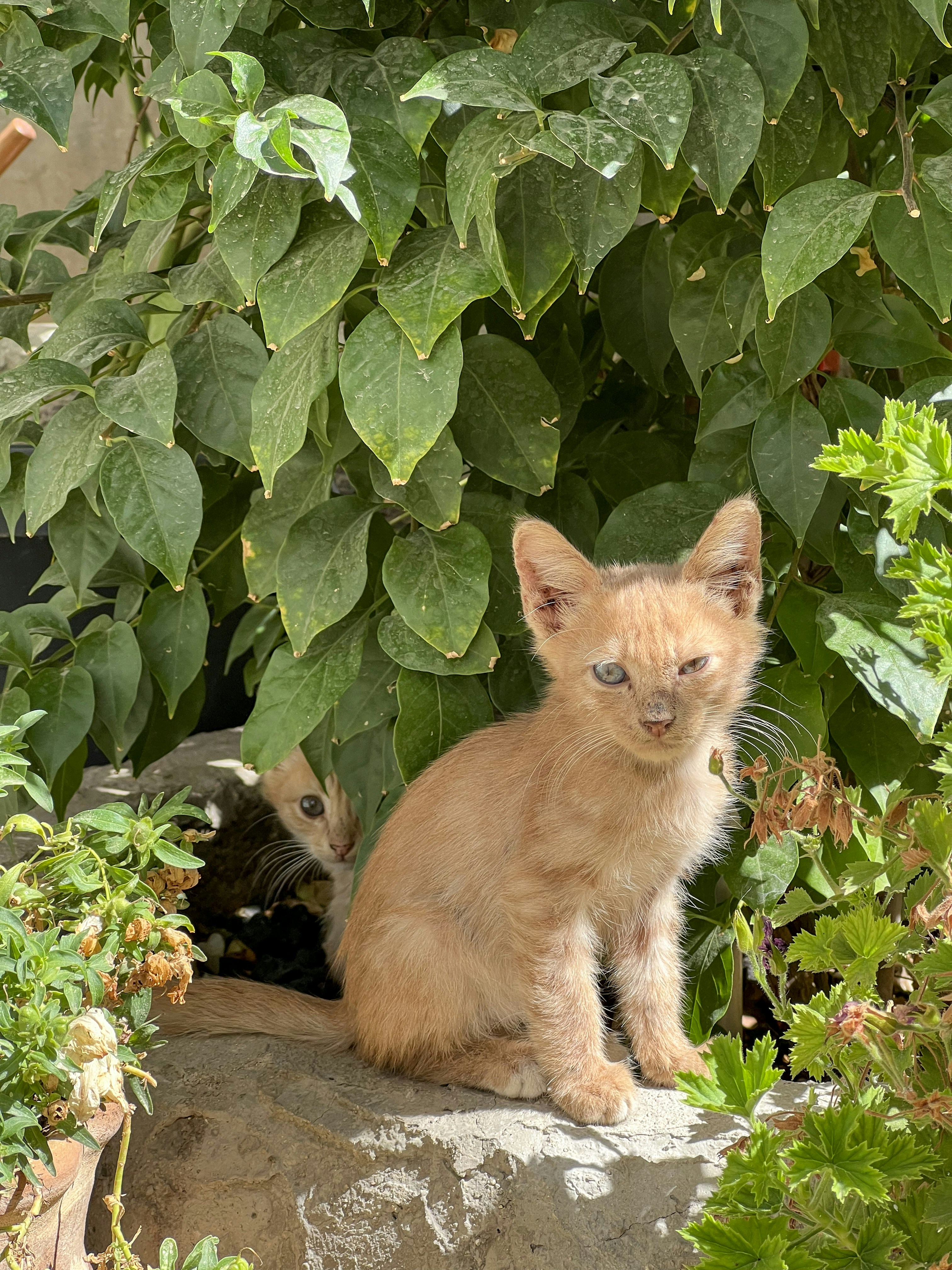 Sunlit Orange Kitten Emerges from the Shade