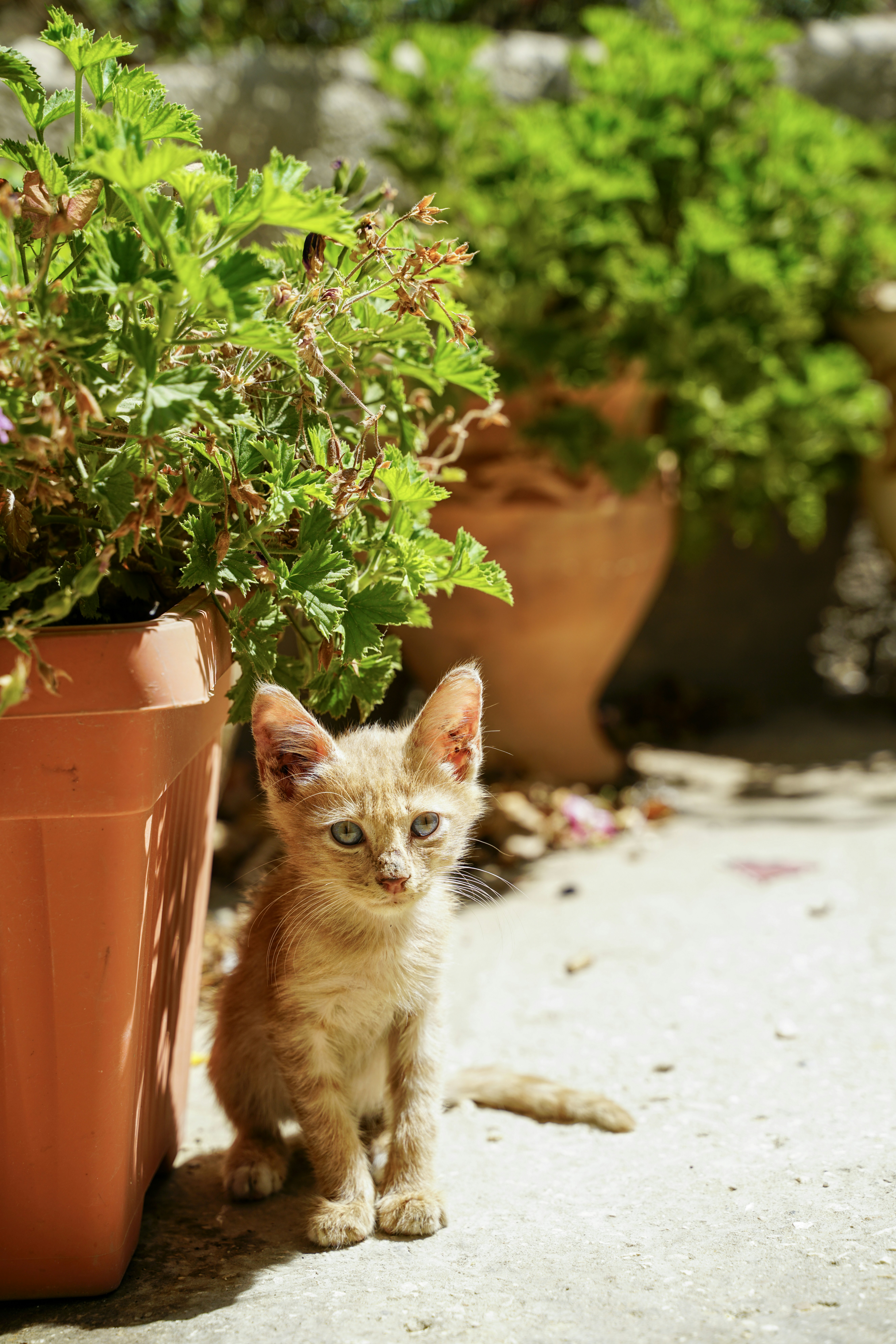 Sunlit Kitten Between Terracotta Pots