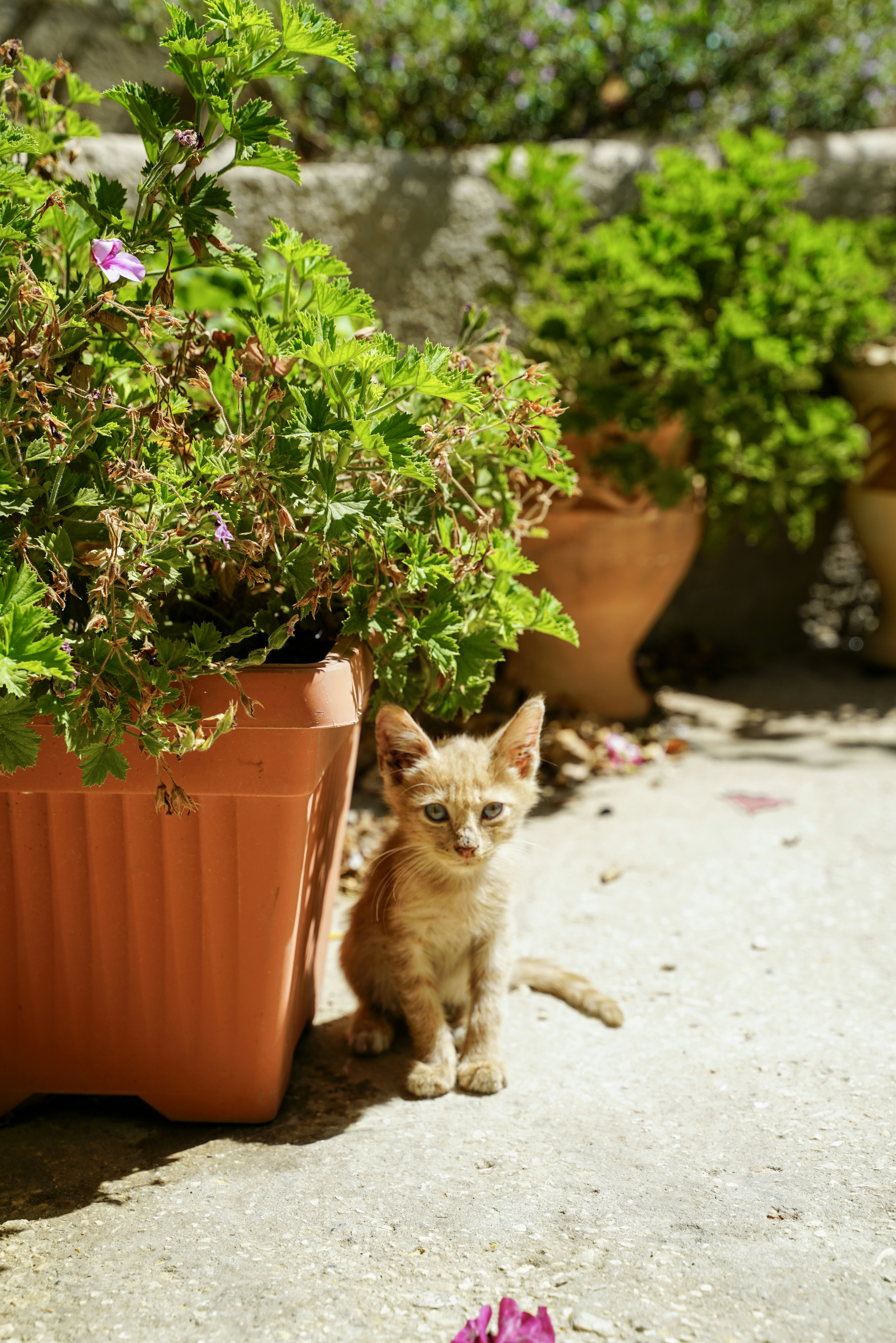 Sunlit Feline in the Garden: Quiet Mischief by the Pots
