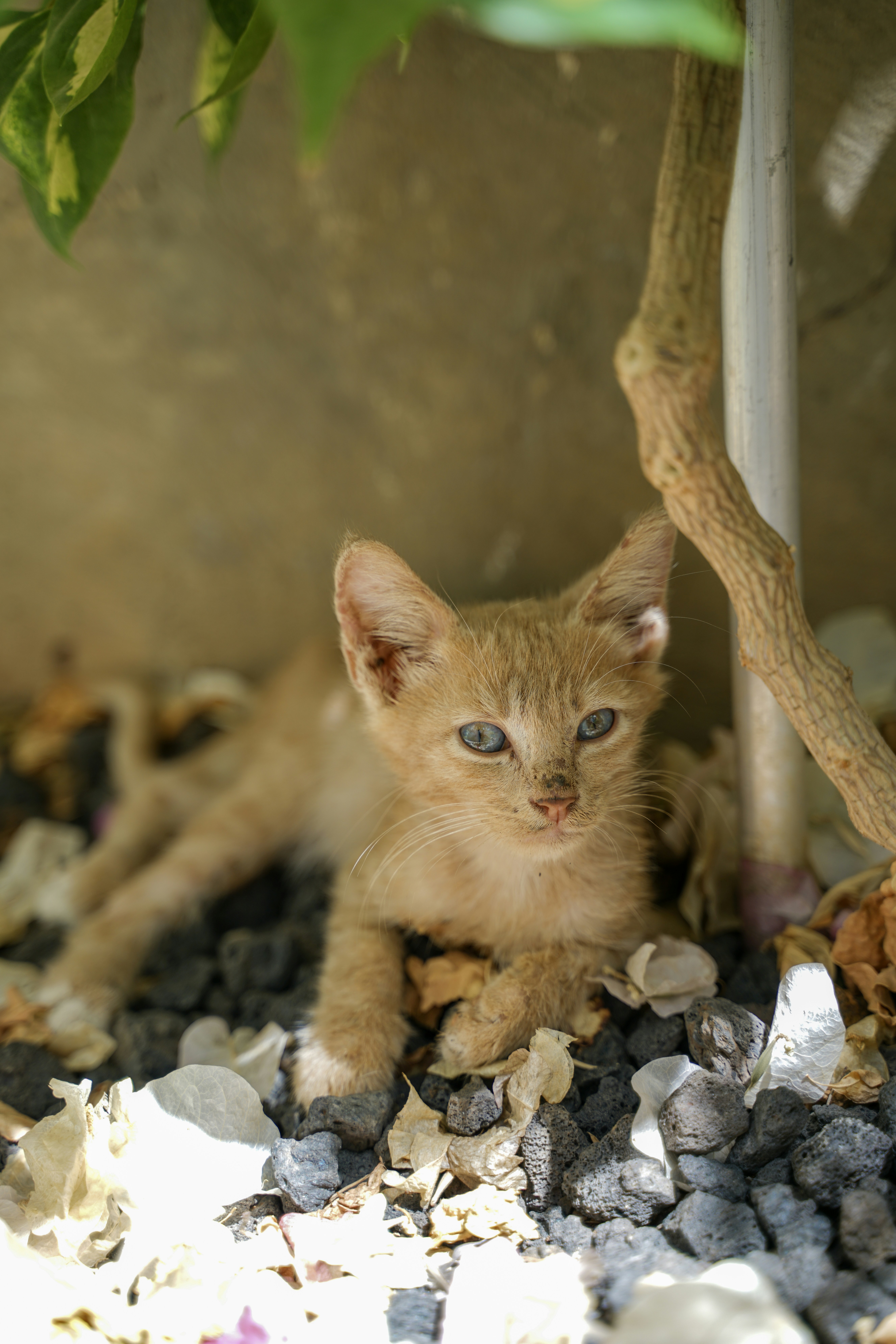 Curious Ginger Kitten in a Shady Gravel Hideaway