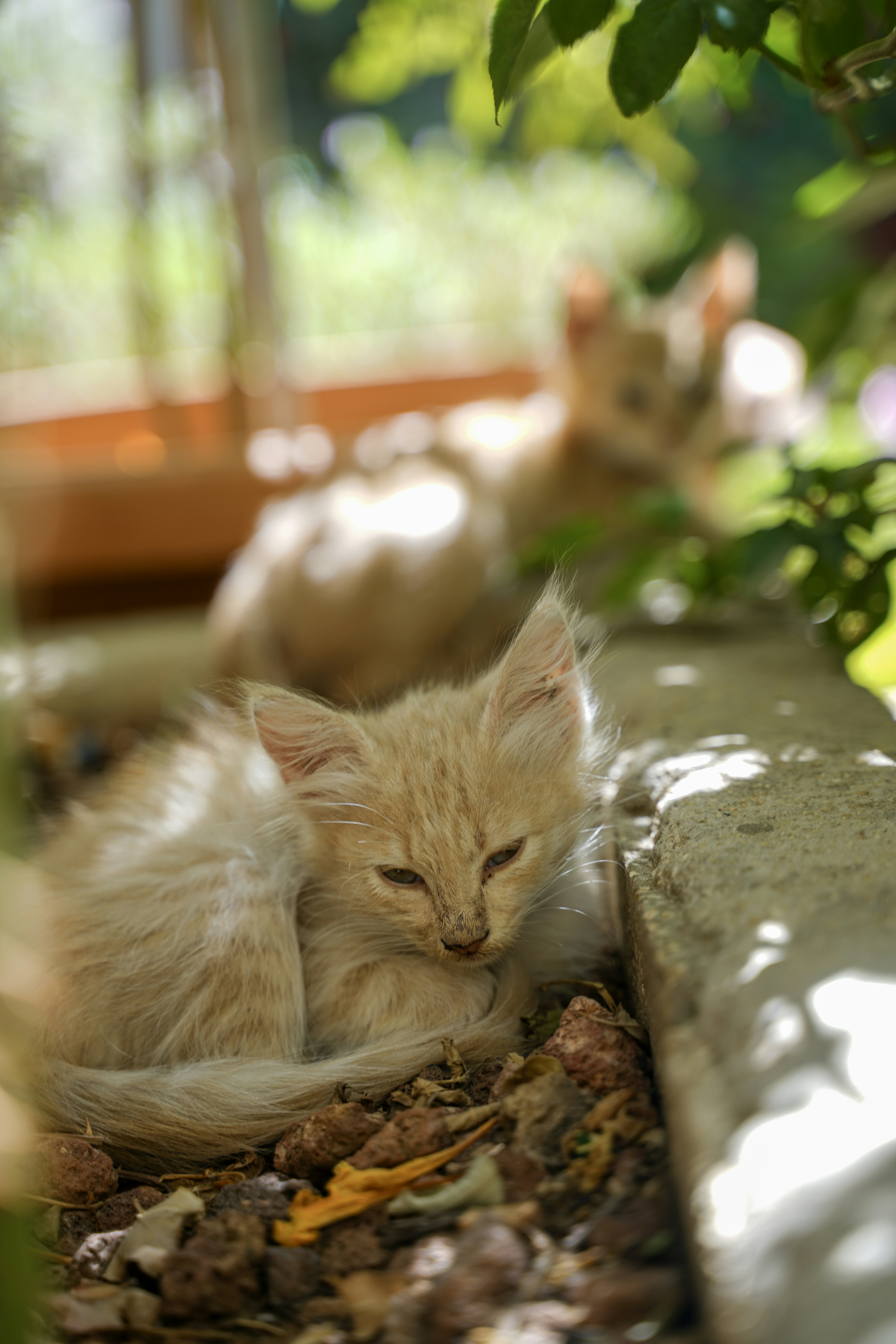Quiet Grounded Feline: A Cream Kitten Basking in Dappled Garden Light