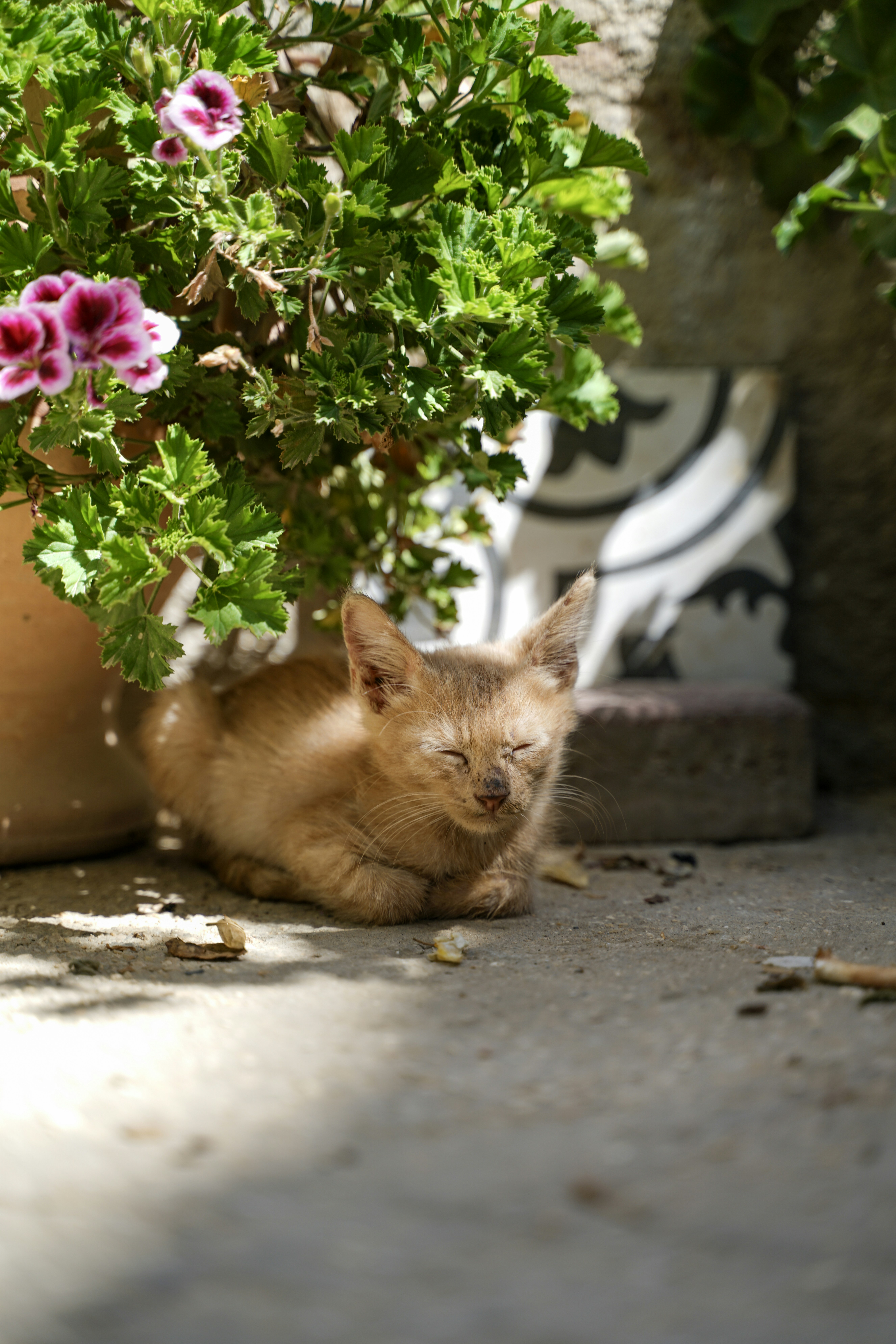 Sunny Doze Under Petaled Canopy