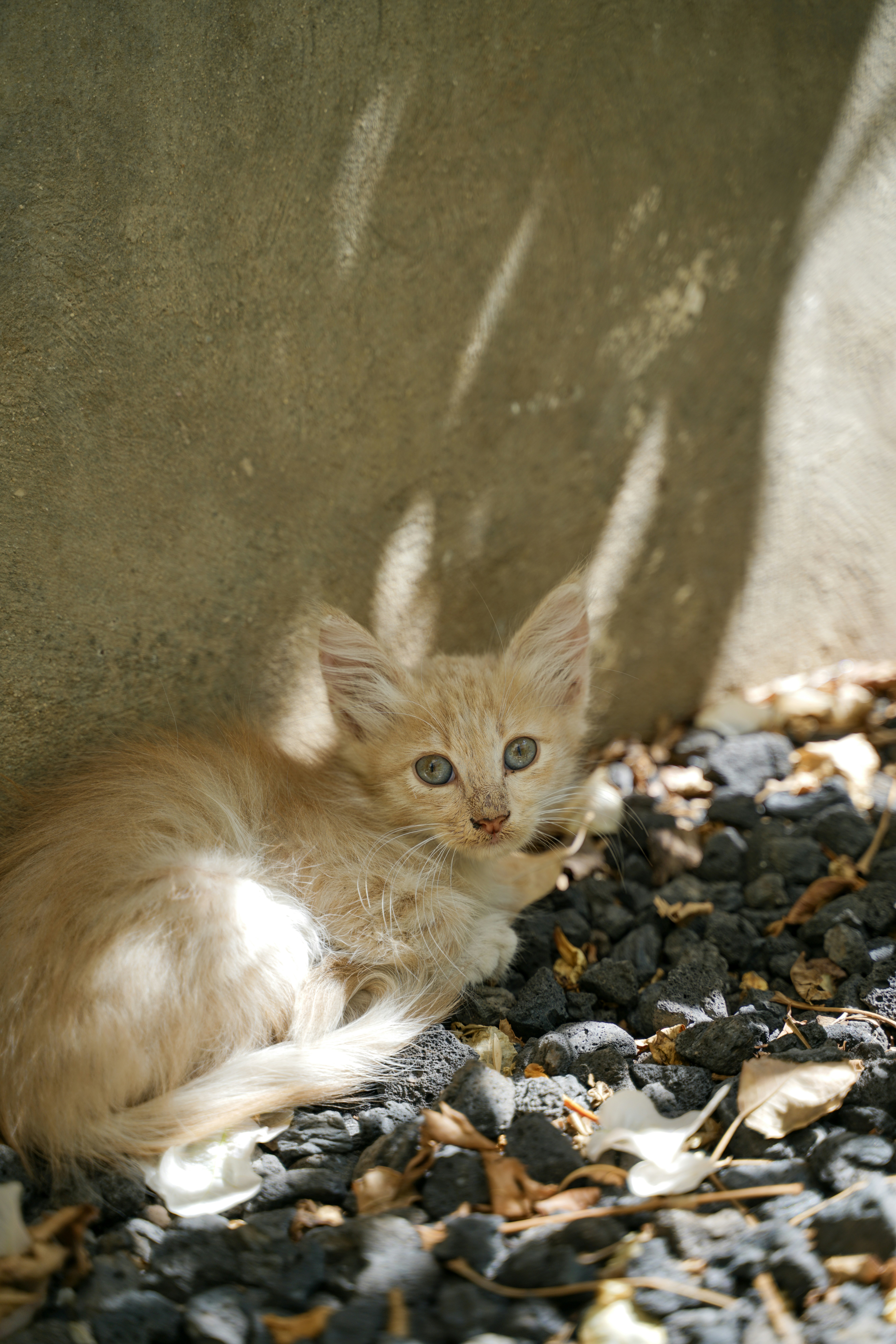Sunlit Ginger Kitten Hiding in the Pebble Shade