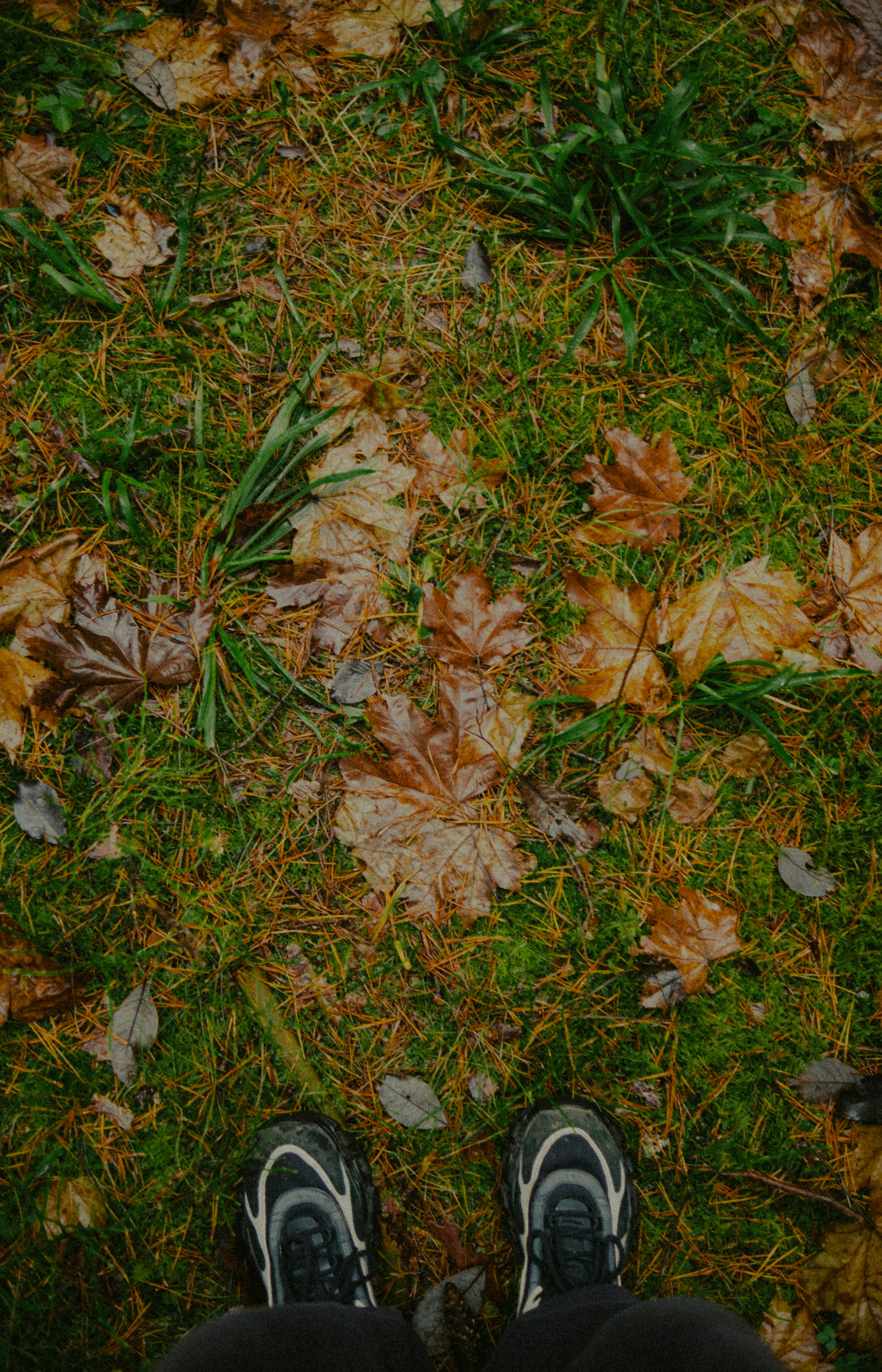 Step into Autumn Underfoot