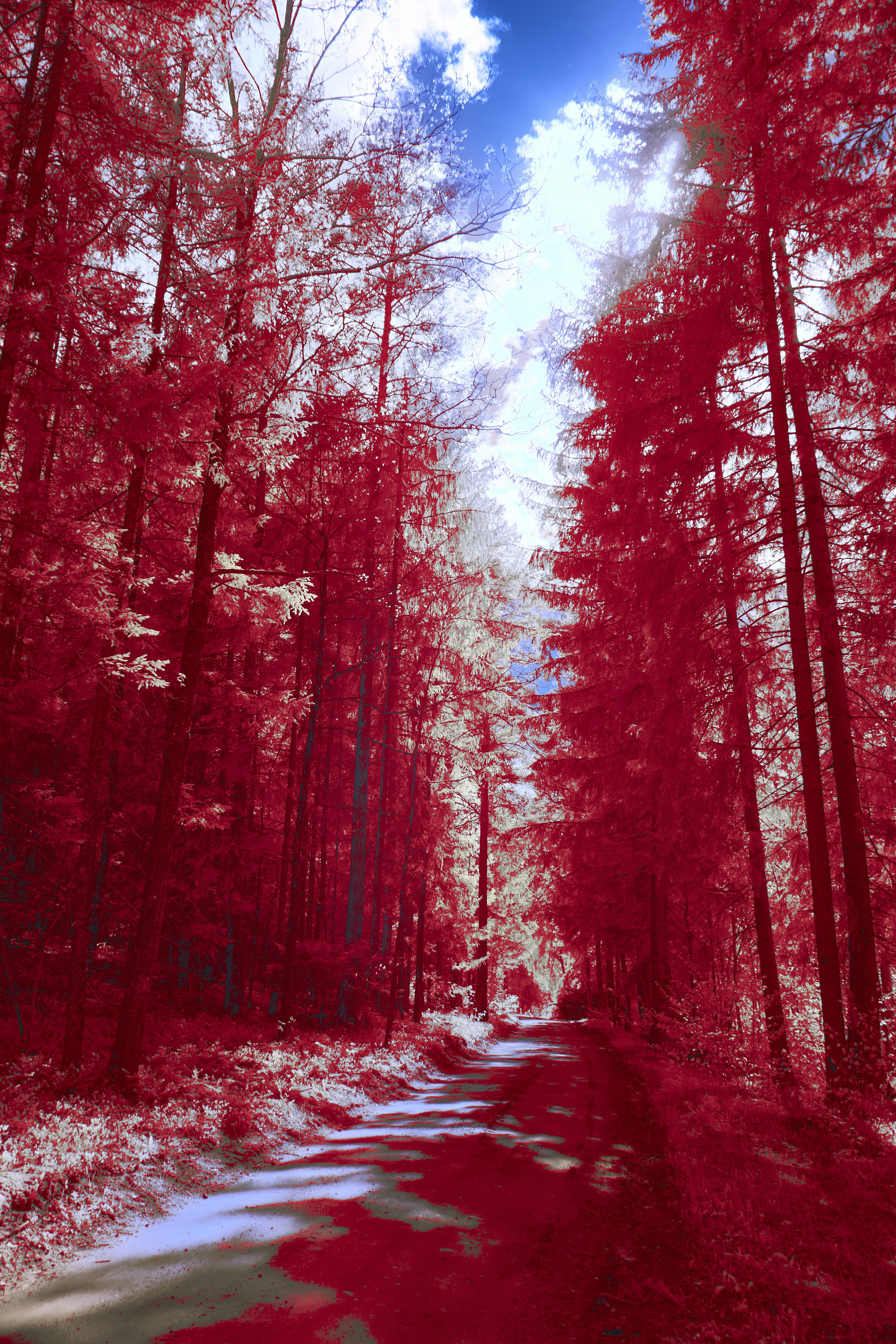 Photo by Wolfgang Hasselmann with Sony Alpha 7 IV