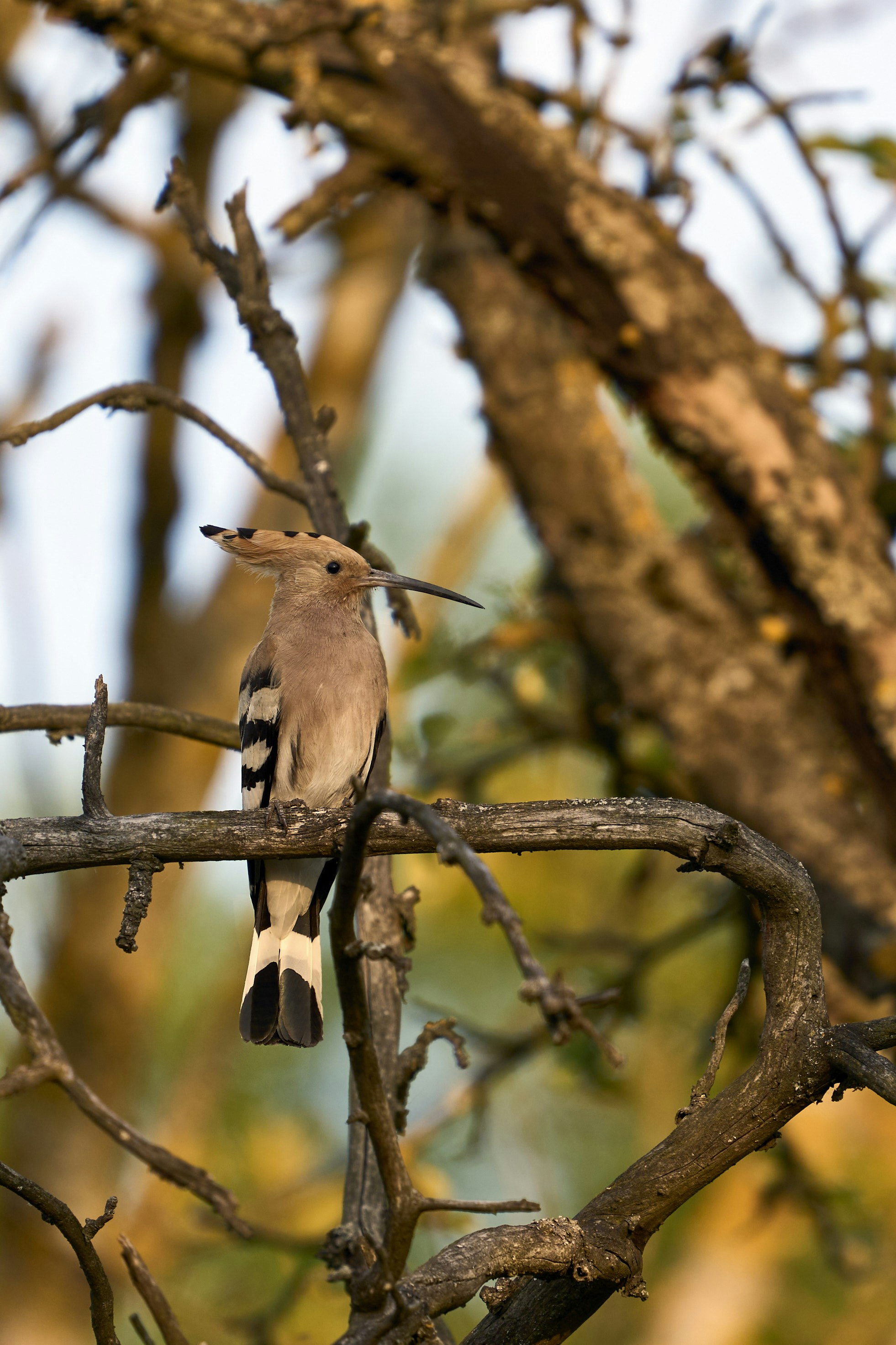 Photo by Wolfgang Hasselmann with Sony Alpha 7 IV