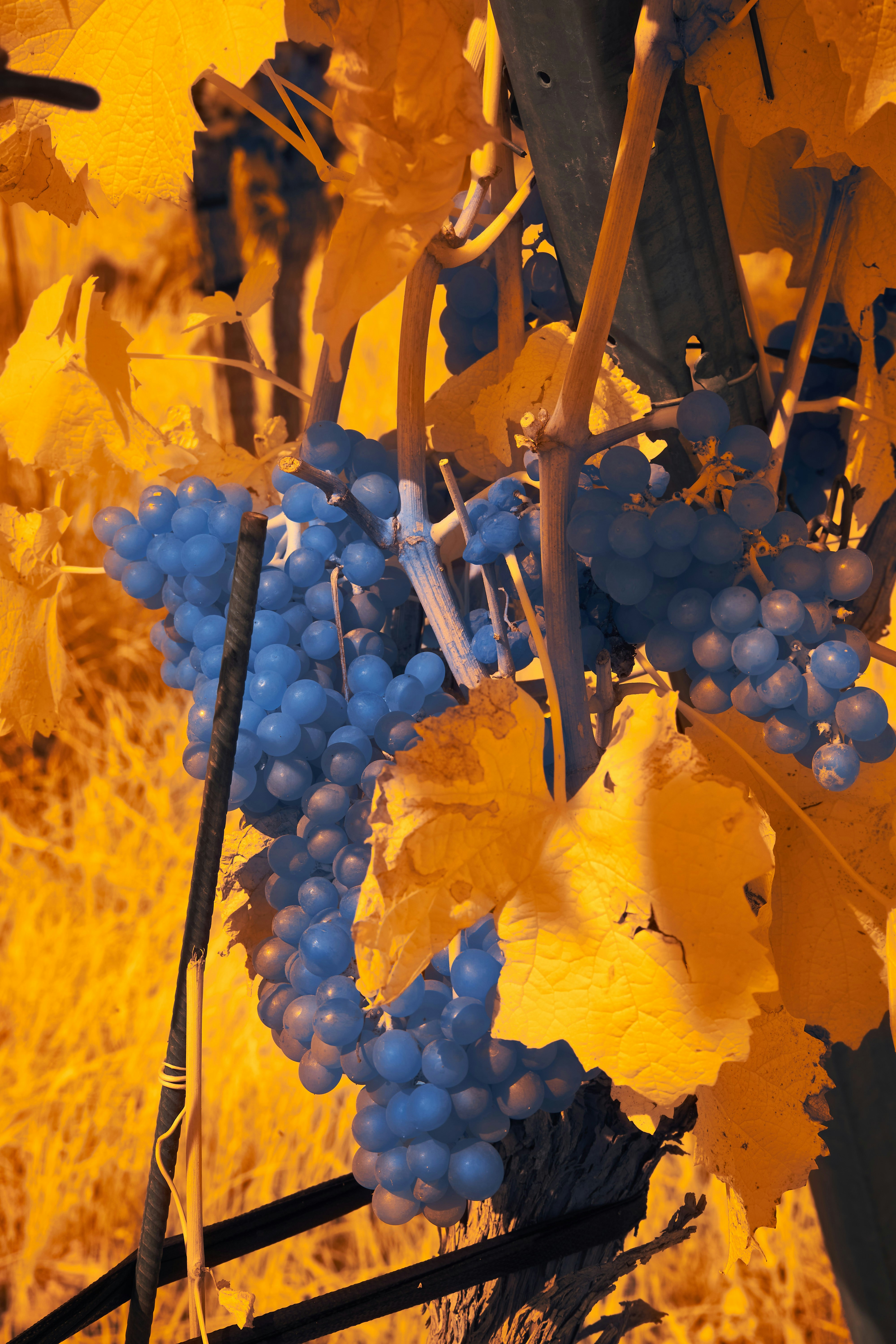 Photo by Wolfgang Hasselmann with Sony Alpha 7 II