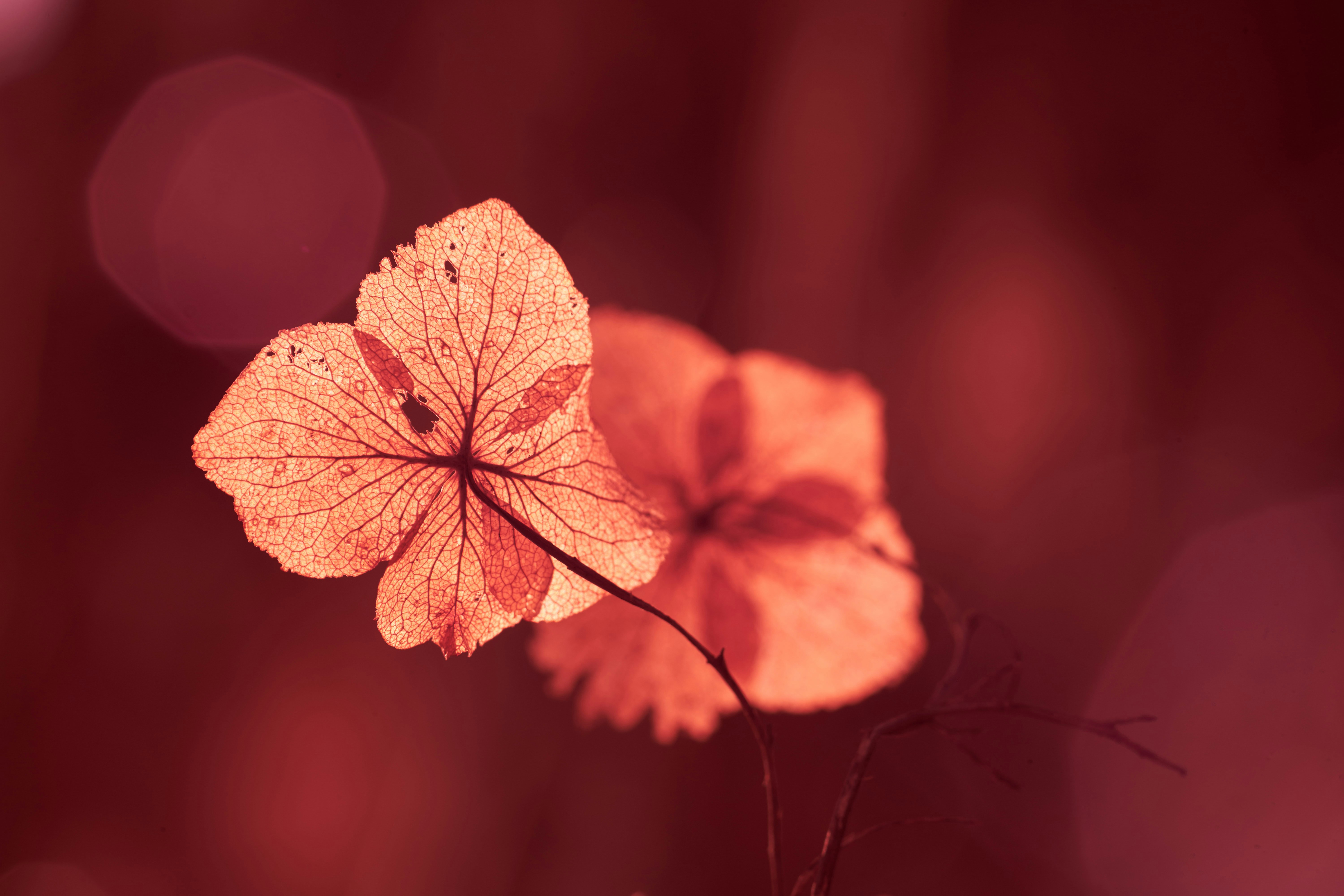 Photo by Wolfgang Hasselmann with Sony Alpha 7 II