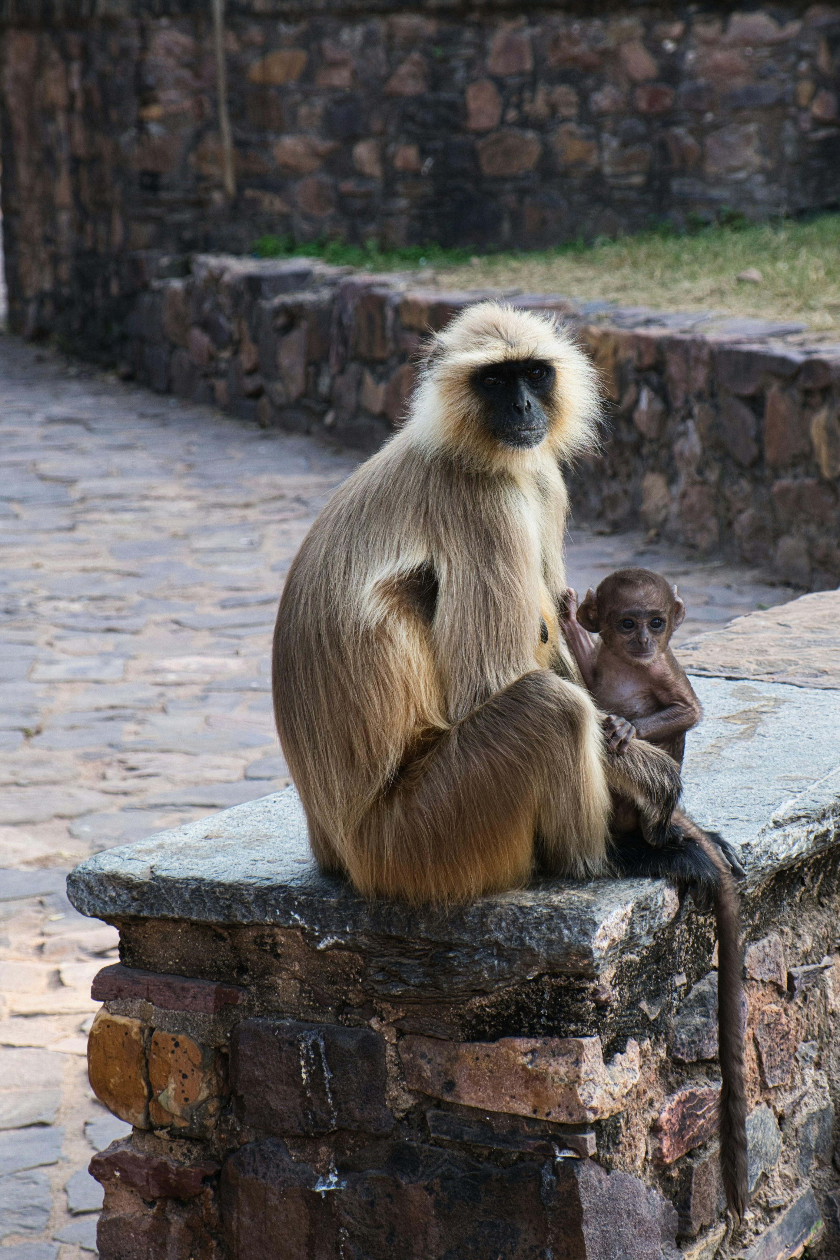 Sooty-faced Monkeys: A Mother and Infant on a Stone Terrace