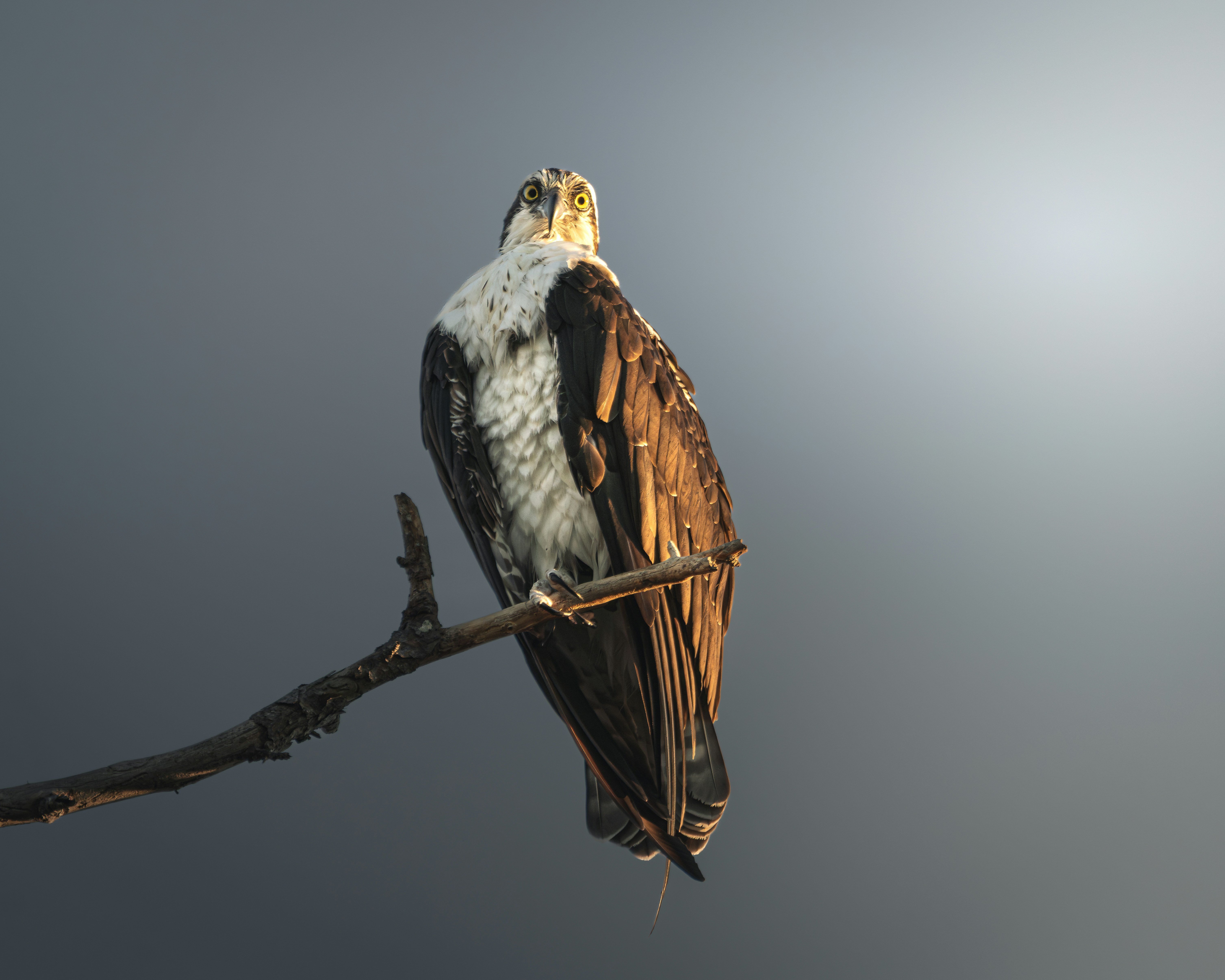 Raptor on a Quiet Branch: Stare of the Sky Keeper
