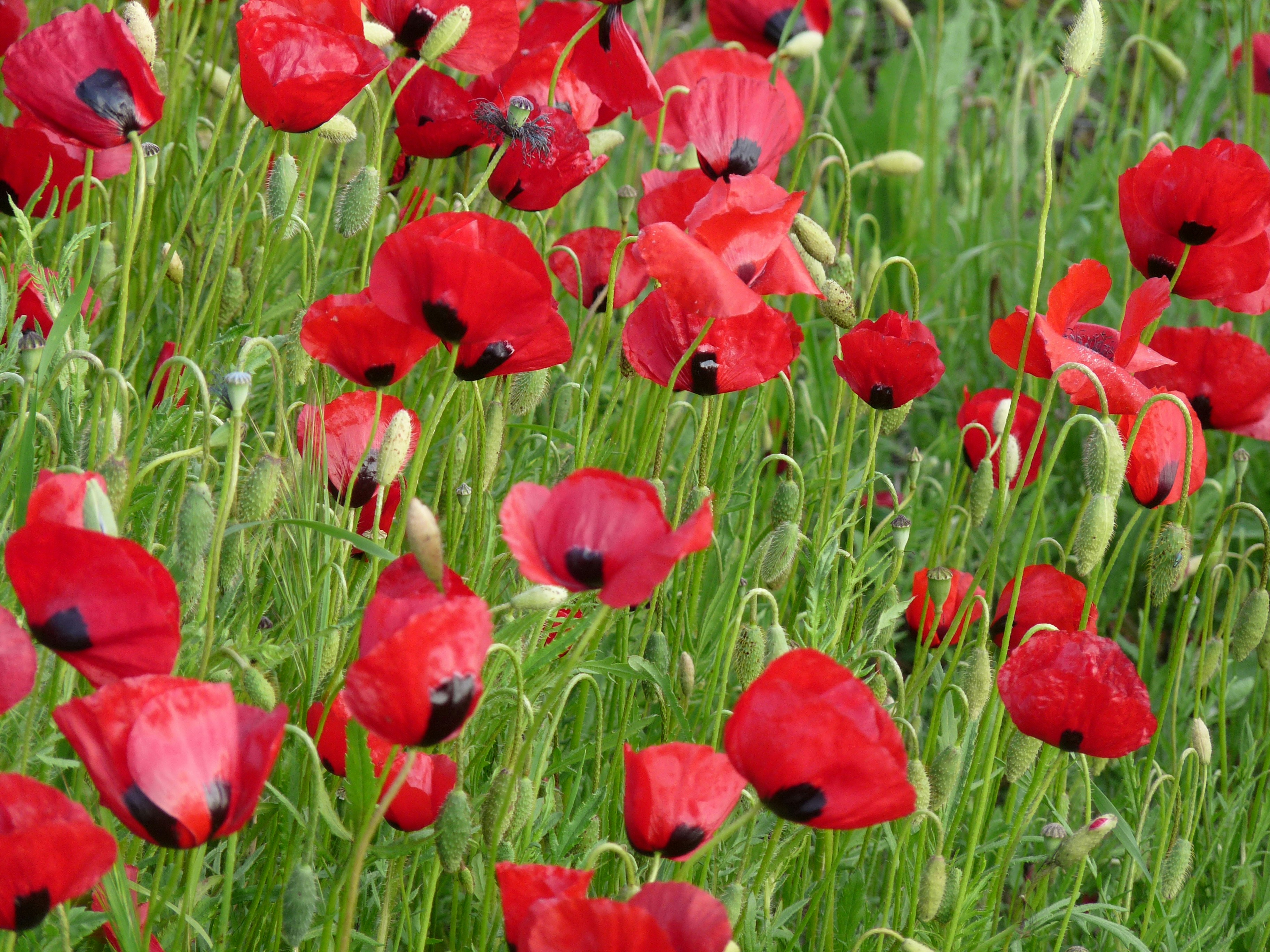 A cluster of poppies in green grass carpet