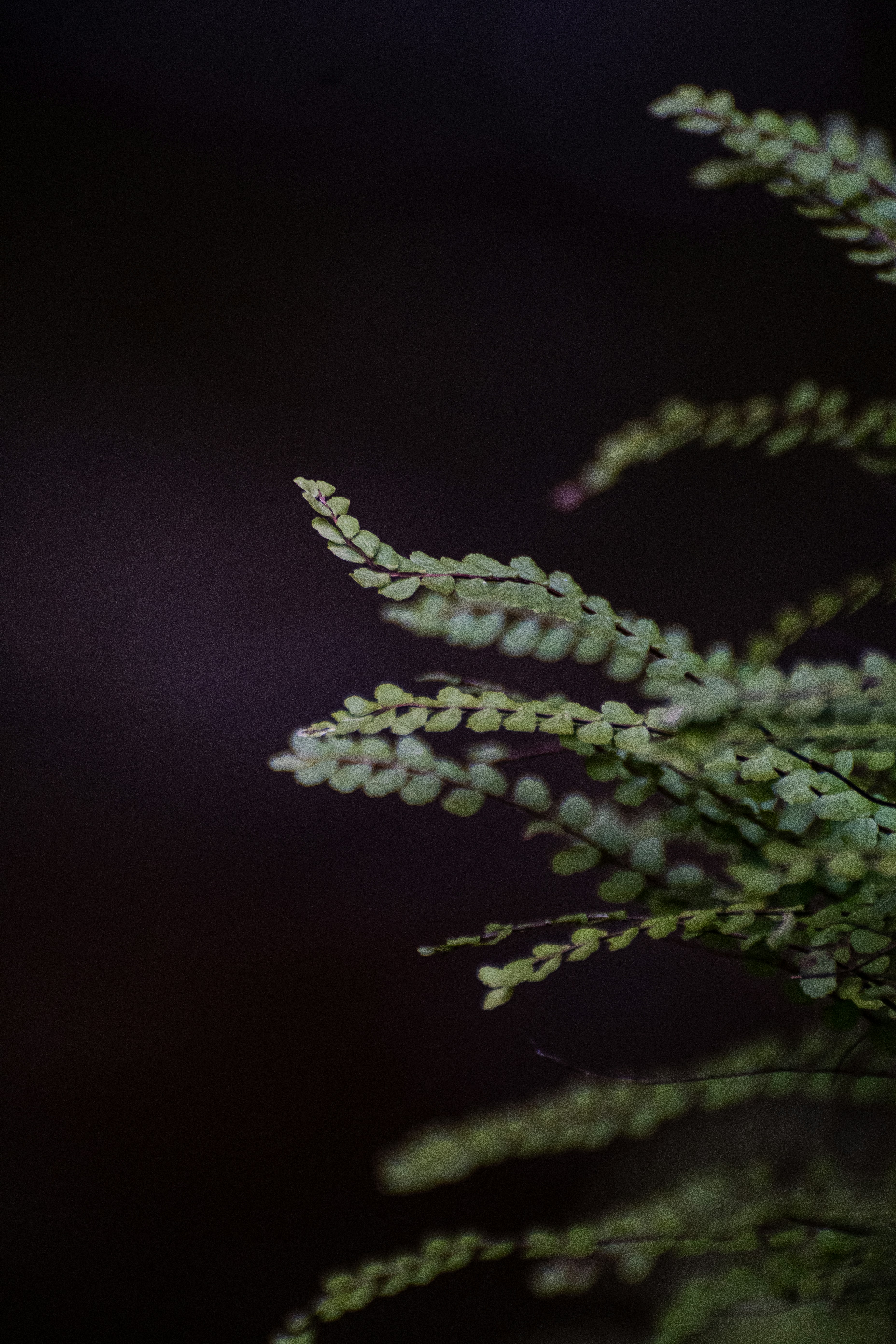 Macro shot of a green fern with delicate lines and natural symmetry. A clean, minimal look focused on shape, texture, and calm tones.