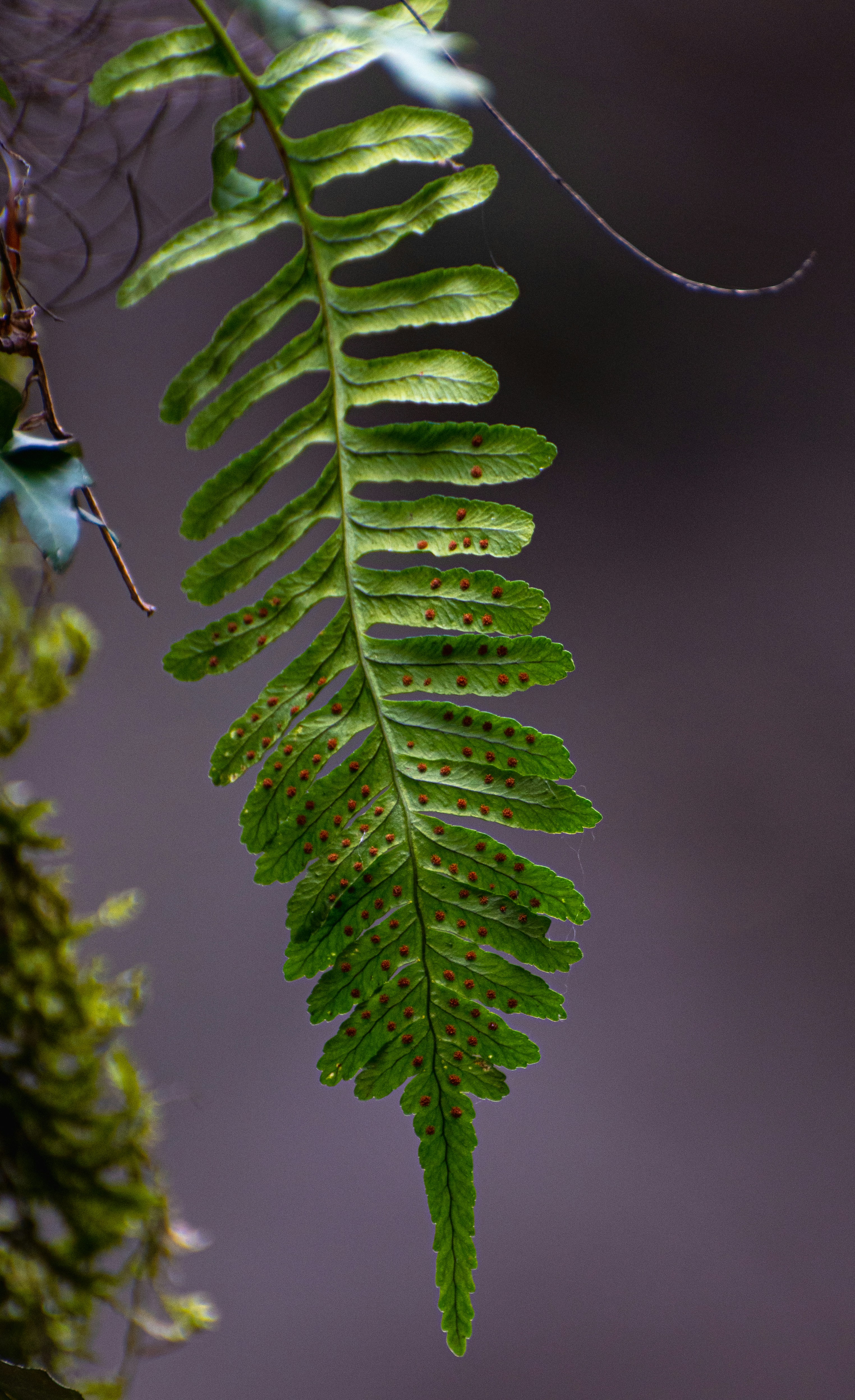 Green Fern Frond in Focus: Dappled Light on a Delicate Hierarchy