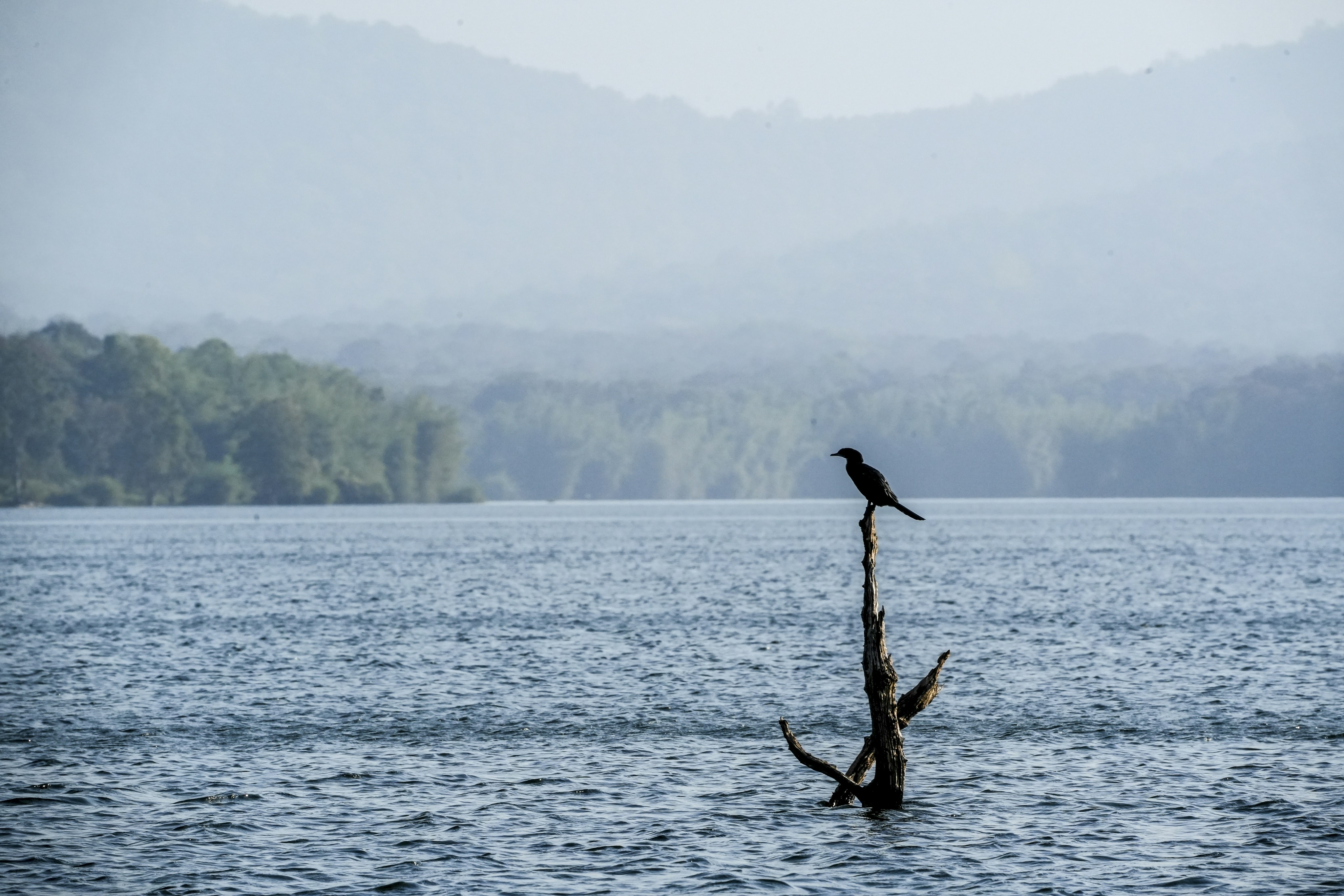 Perched on a Weathered Branch: A lone bird over a calm lake