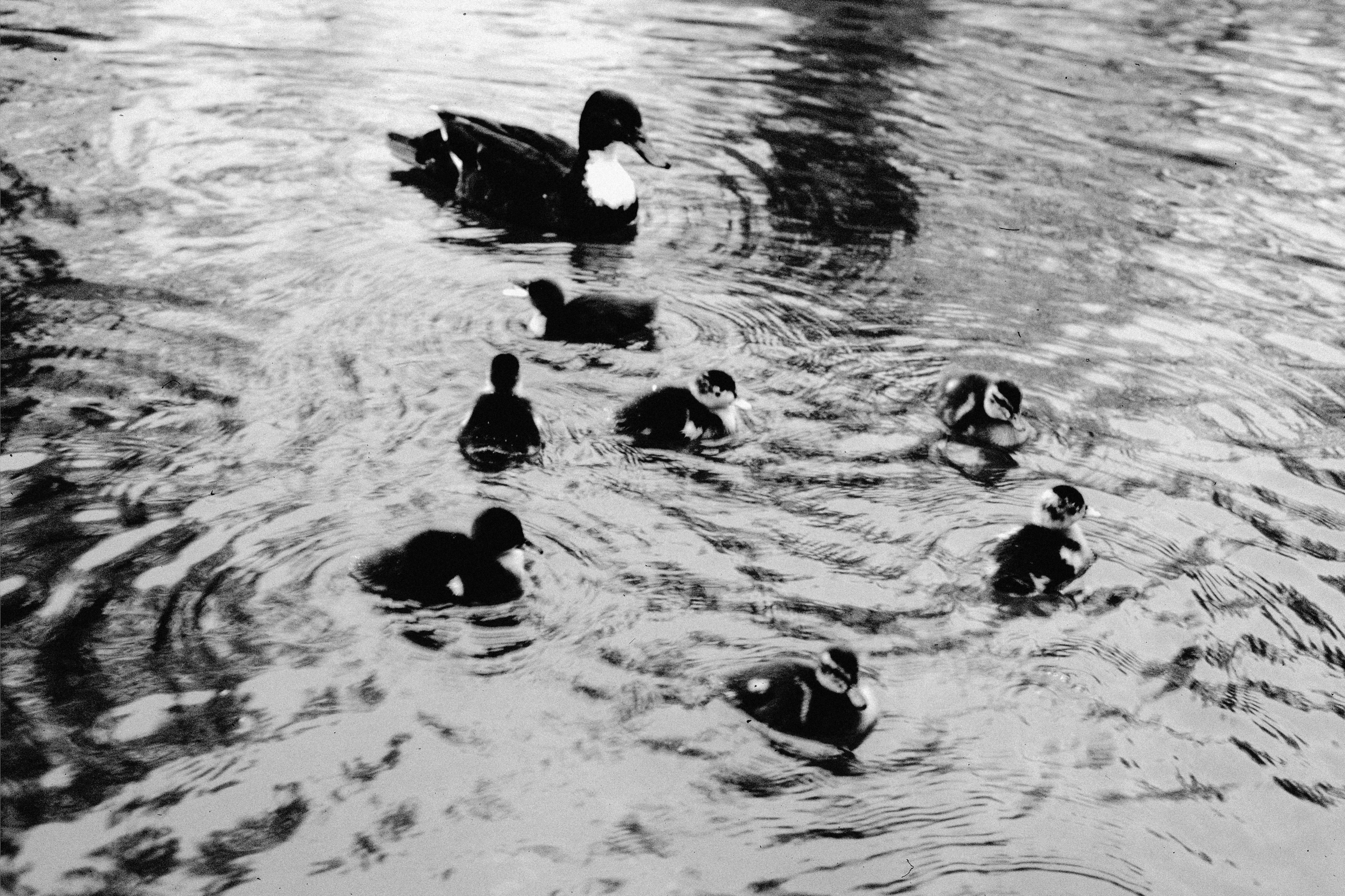 Hip-deep Circle: A Ring of Ducks Ripples in Quiet Light
