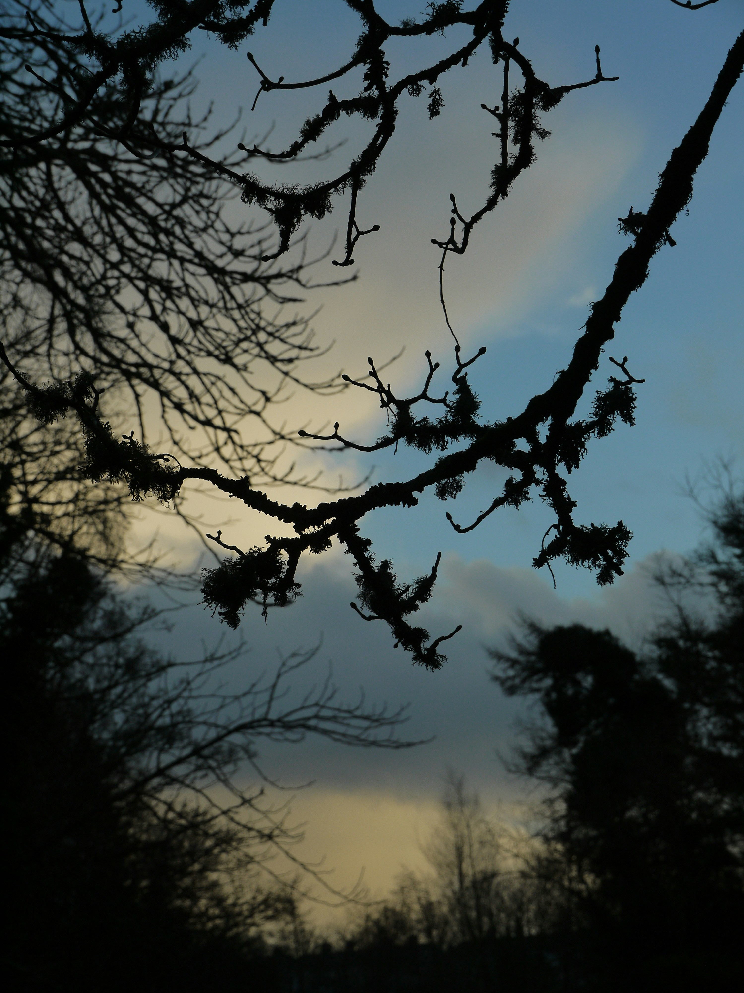 Branching silhouettes against a twilight sky