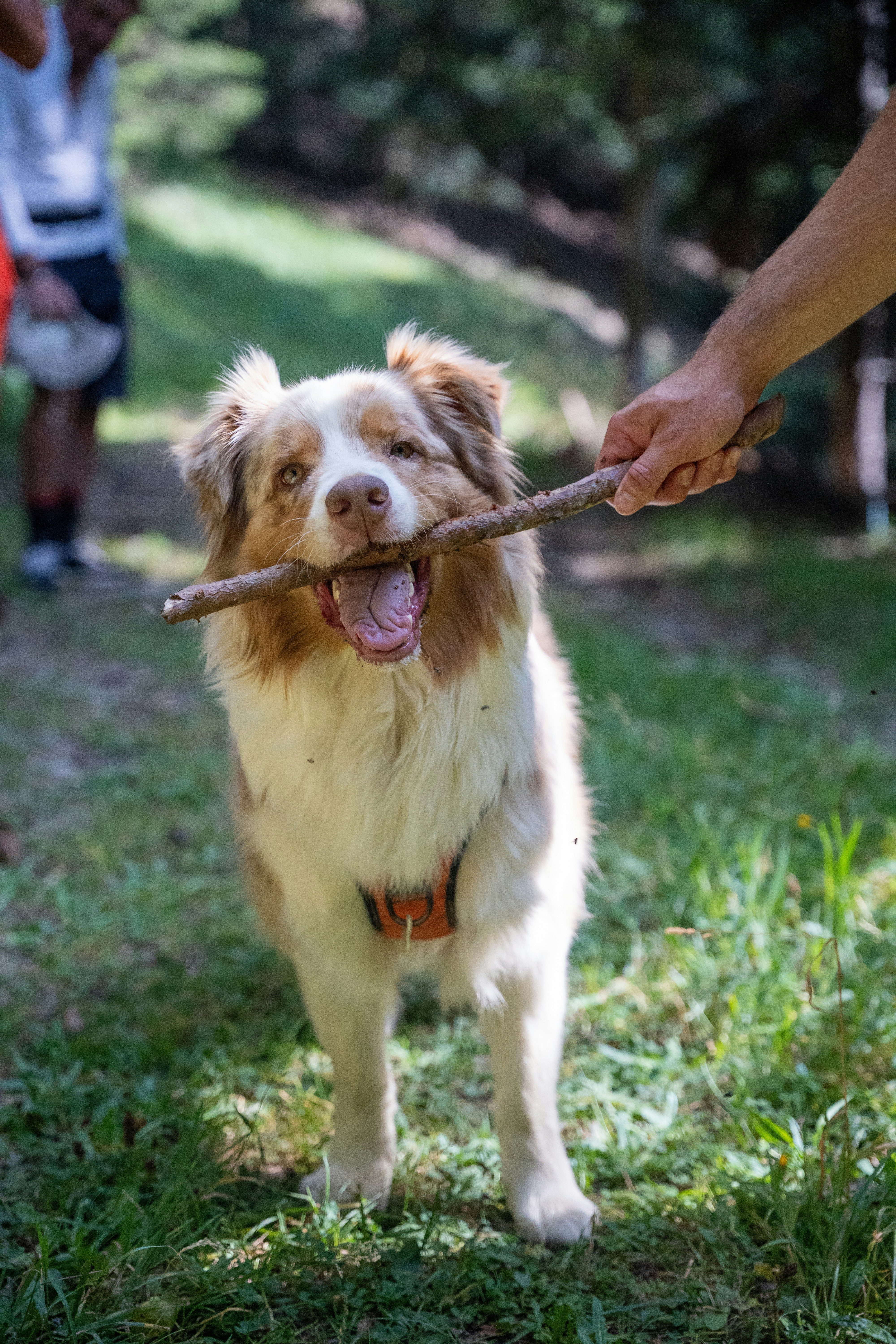 Fetch in Focus: Dog with Stick on a Sunny Day