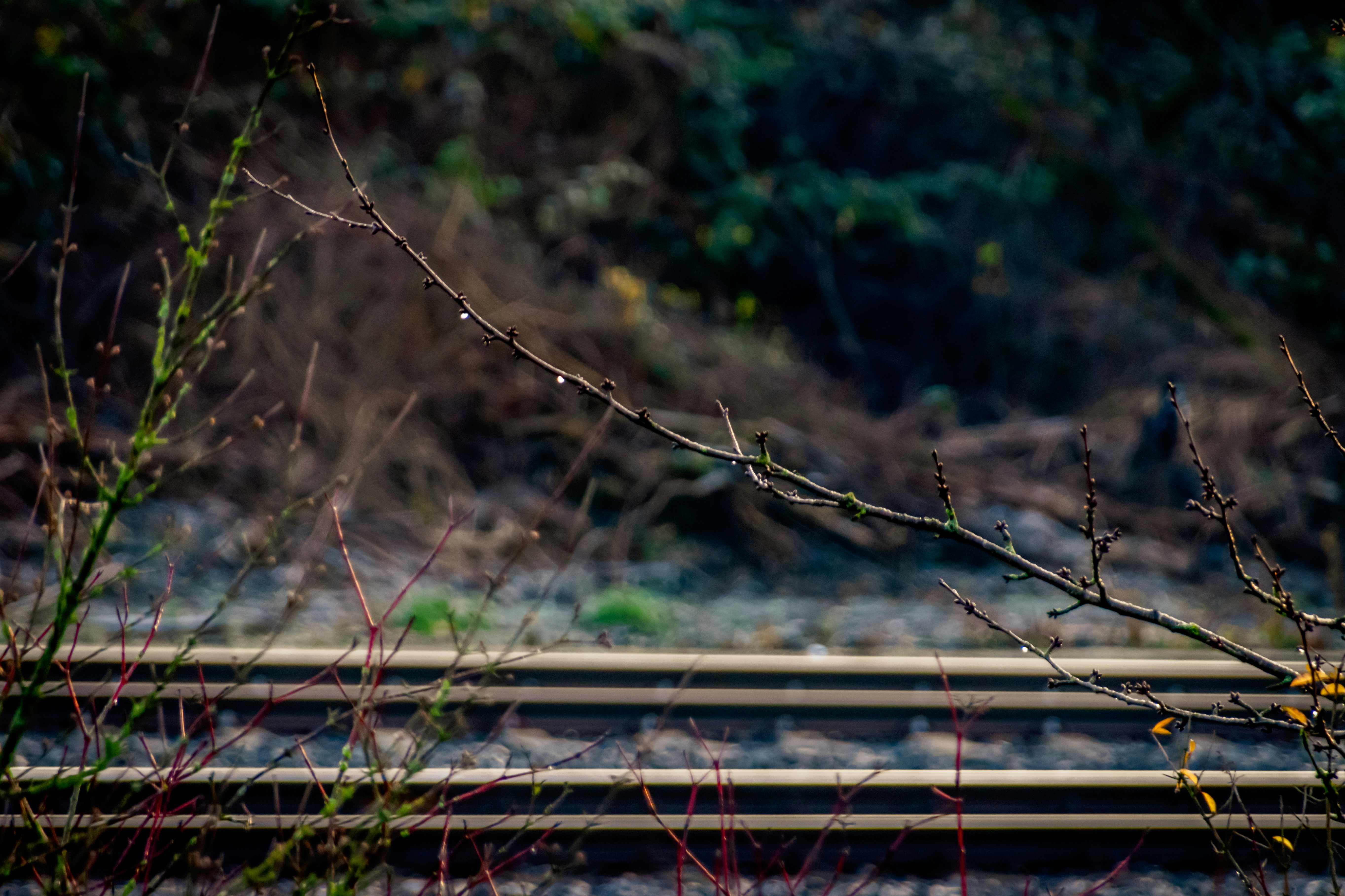 Railway Veil: Bare Branches Framing a Quiet Track