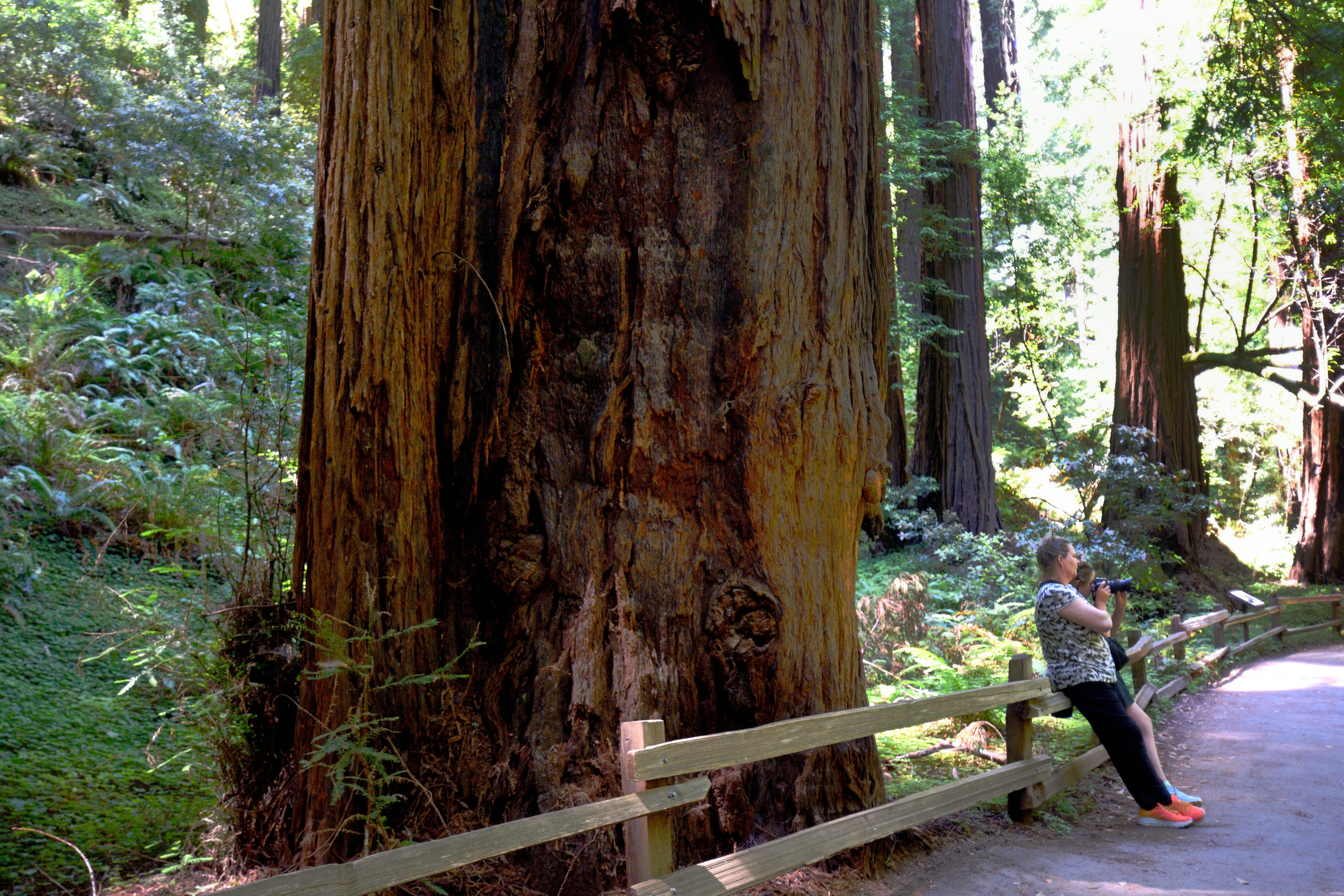 Redwood Lane: A Visitor Resting Against the Giant Trunk