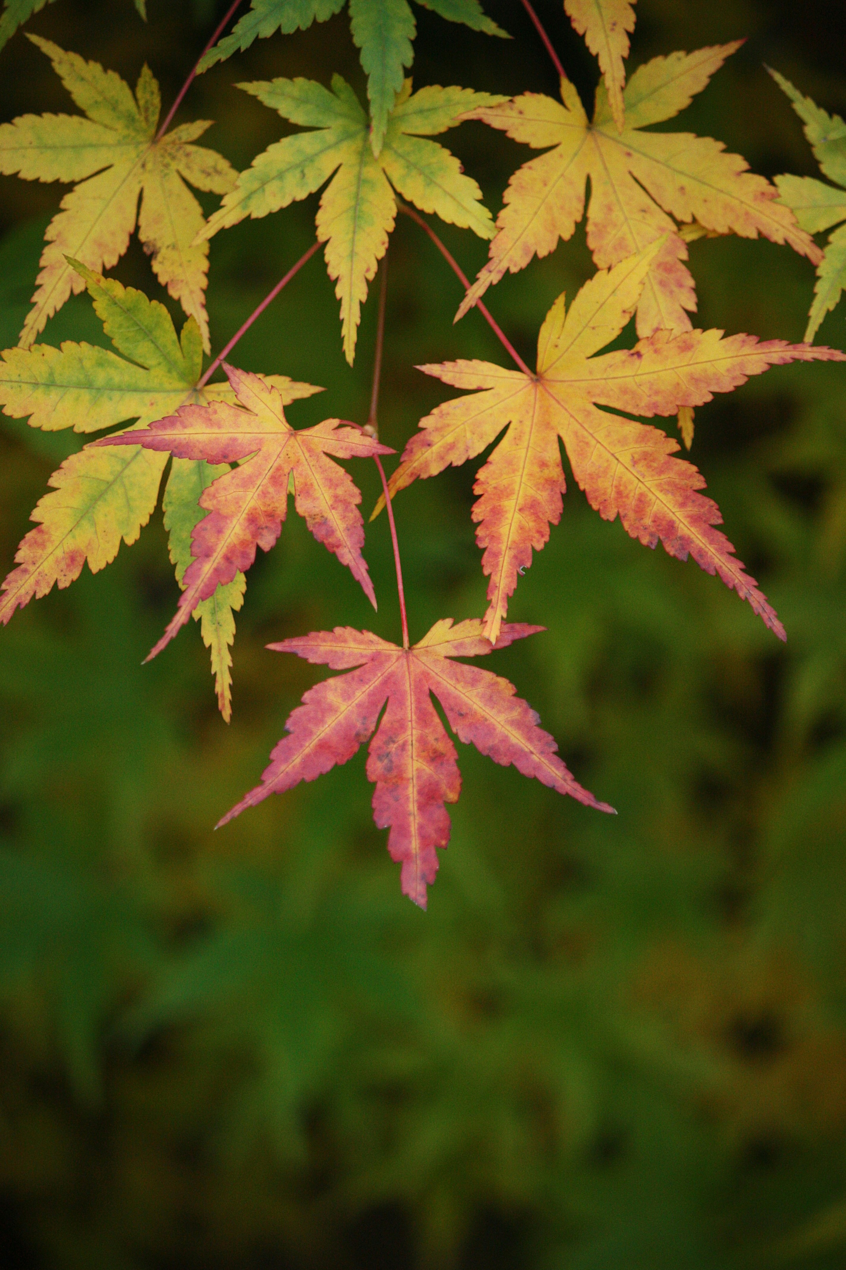 Autumn Maple Fronds: A Cascade of Colored Leaves